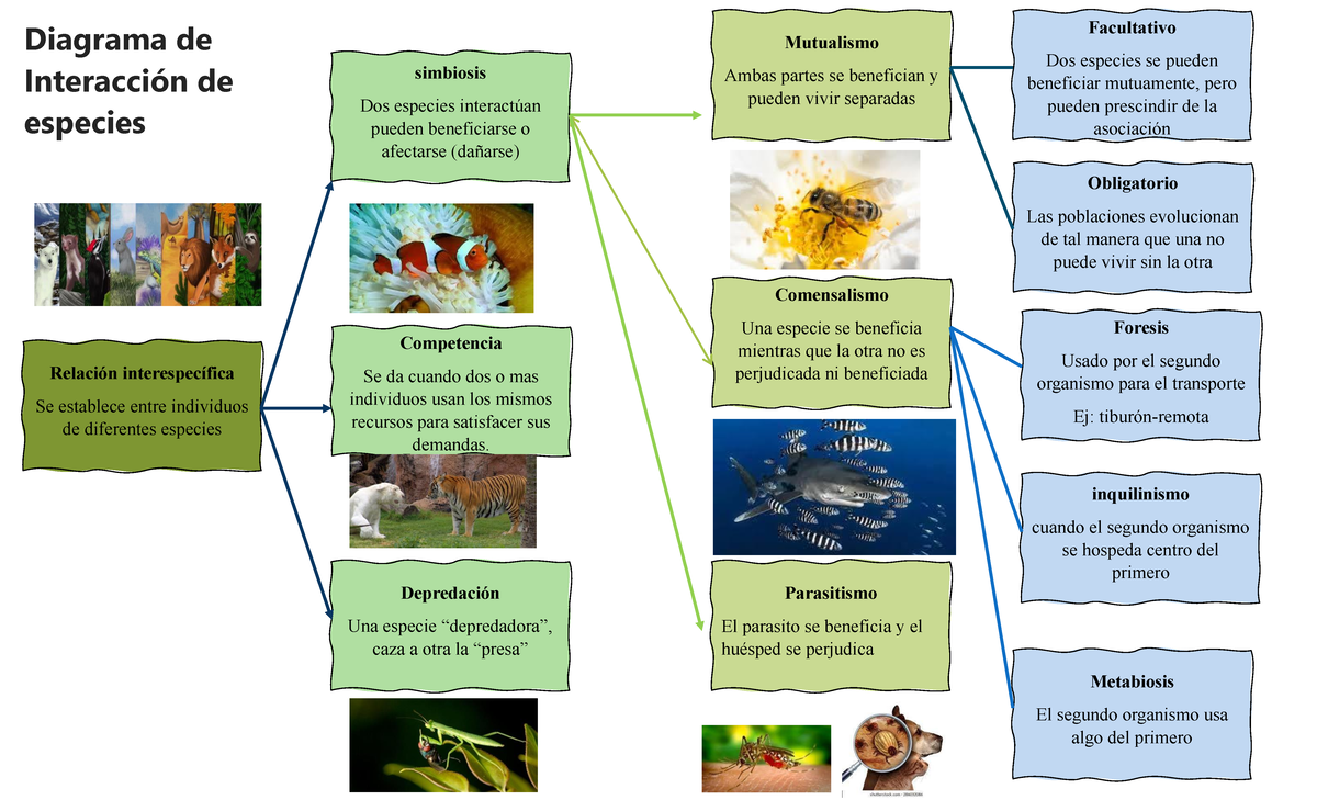 Diagrama de interaccion de especies - Relación interespecífica Se ...