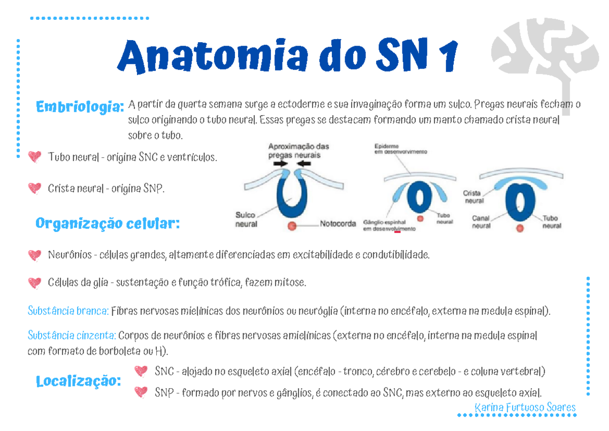Esquema Anatomia do SN 1 - Tubo neural - origina SNC e ventrículos ...