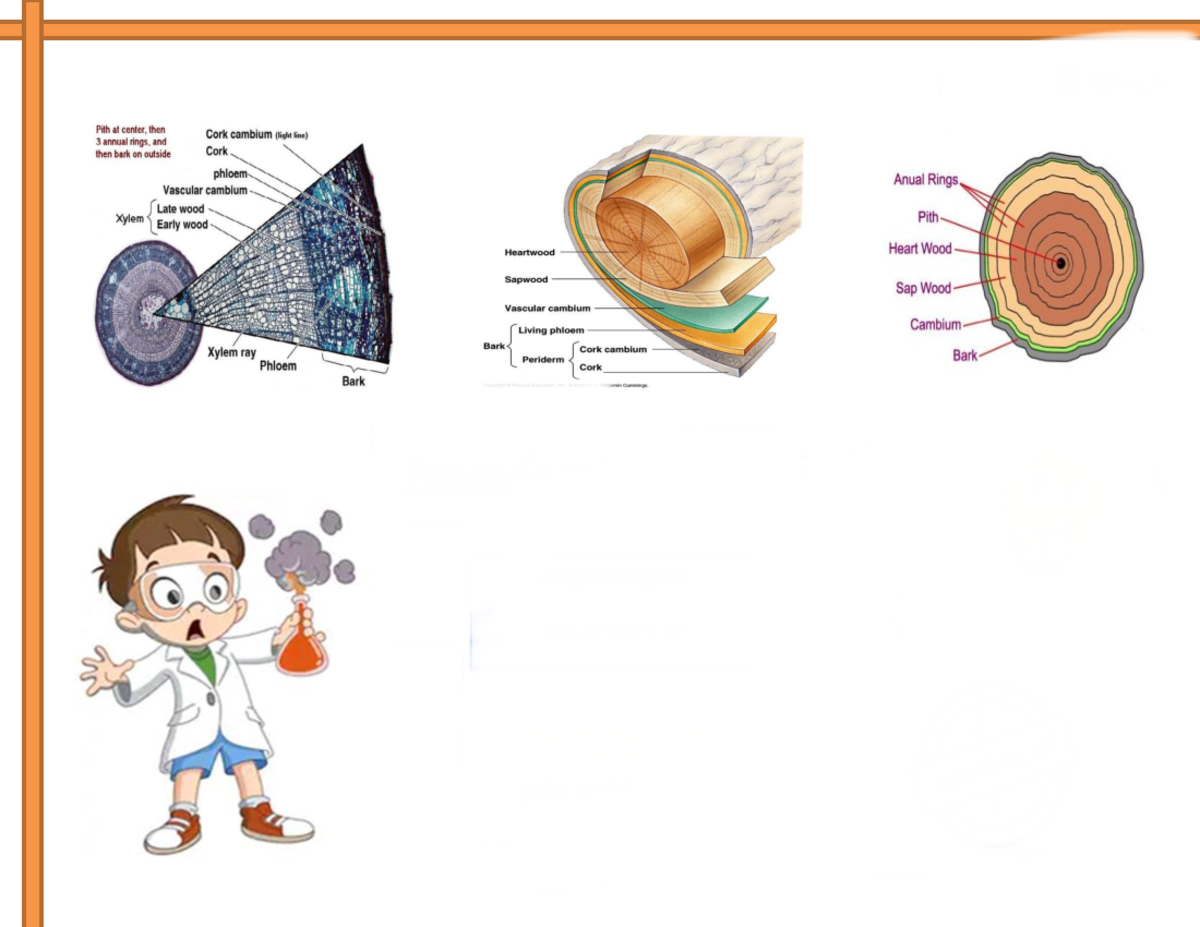 د.سعيد 5 - Pharmacology - Introduction of Bark Bark Definition Bark is ...