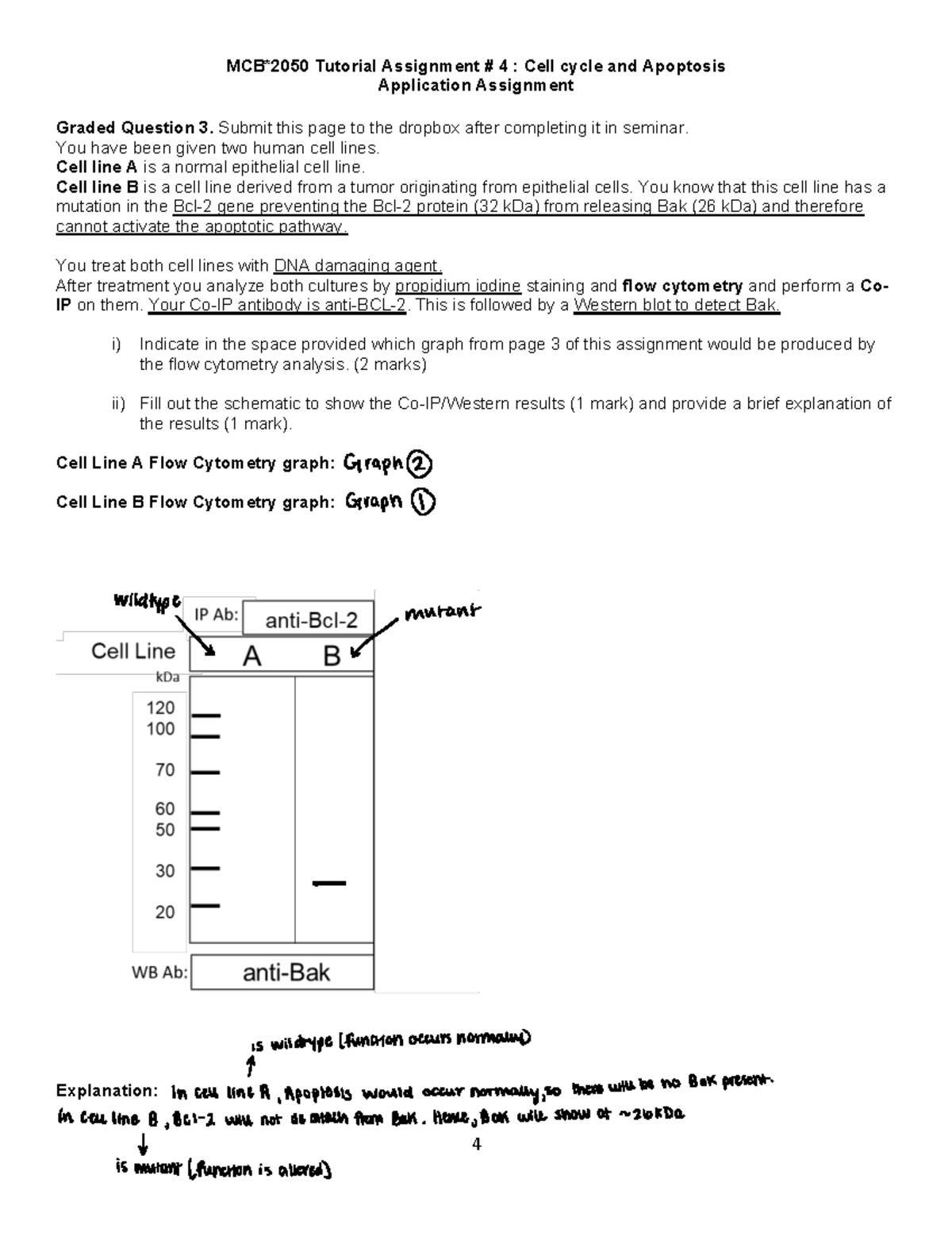 F23 Cell Cycle and Apoptosis Seminar 4 PDF - MCB*2050 Tutorial ...