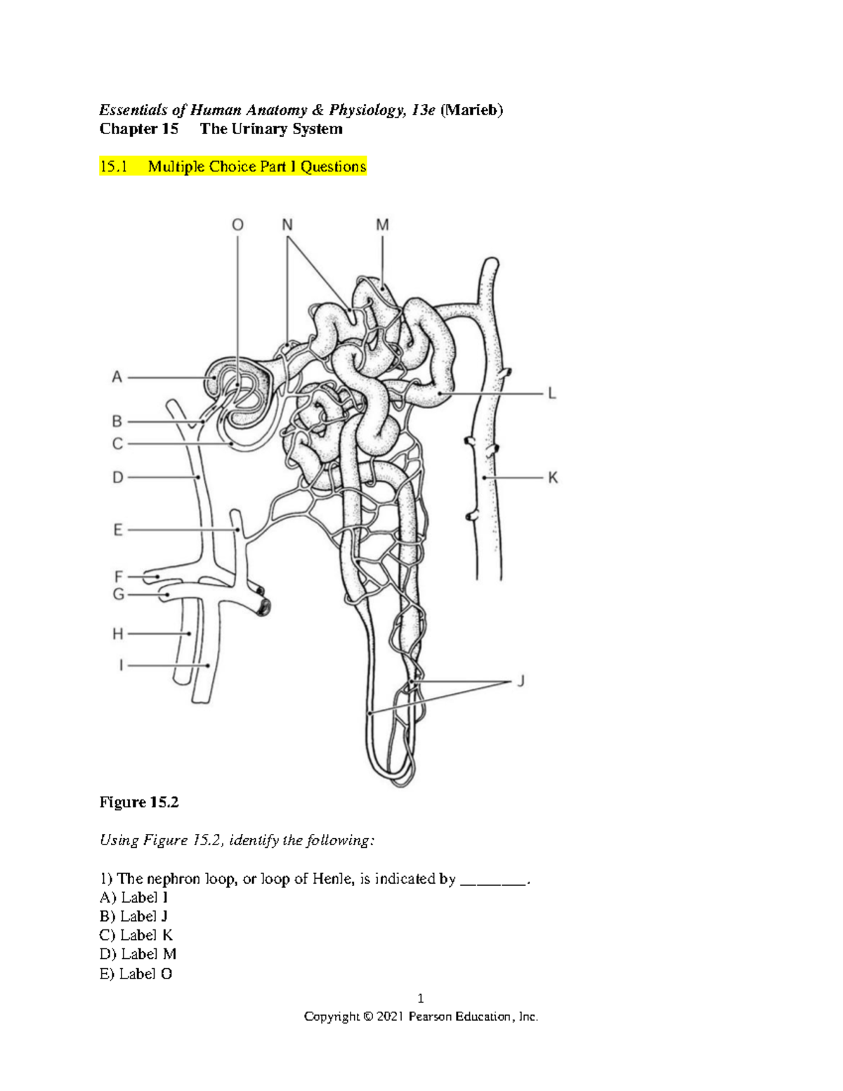 Urinary system revision Q&A - 1 Essentials of Human Anatomy ...