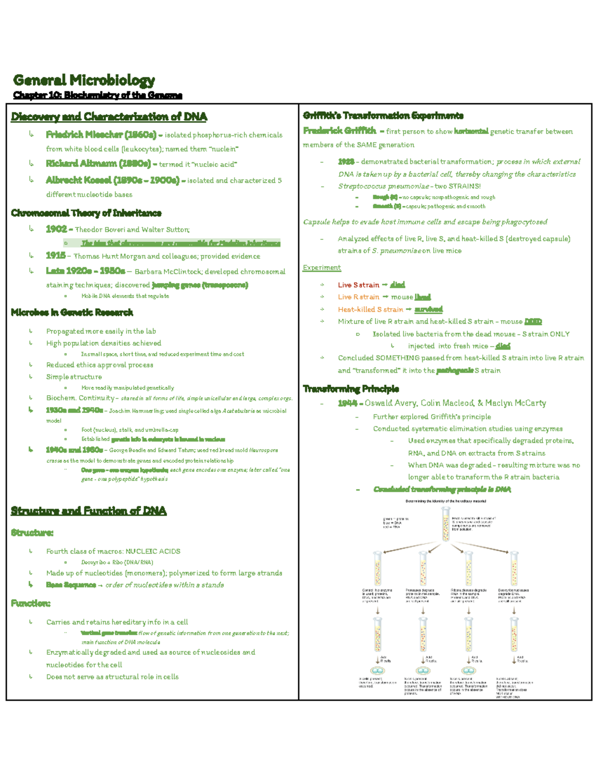 BIO245 - Chapter 10 Notes: Biochemistry of the Genome - Gen Micol Char ...