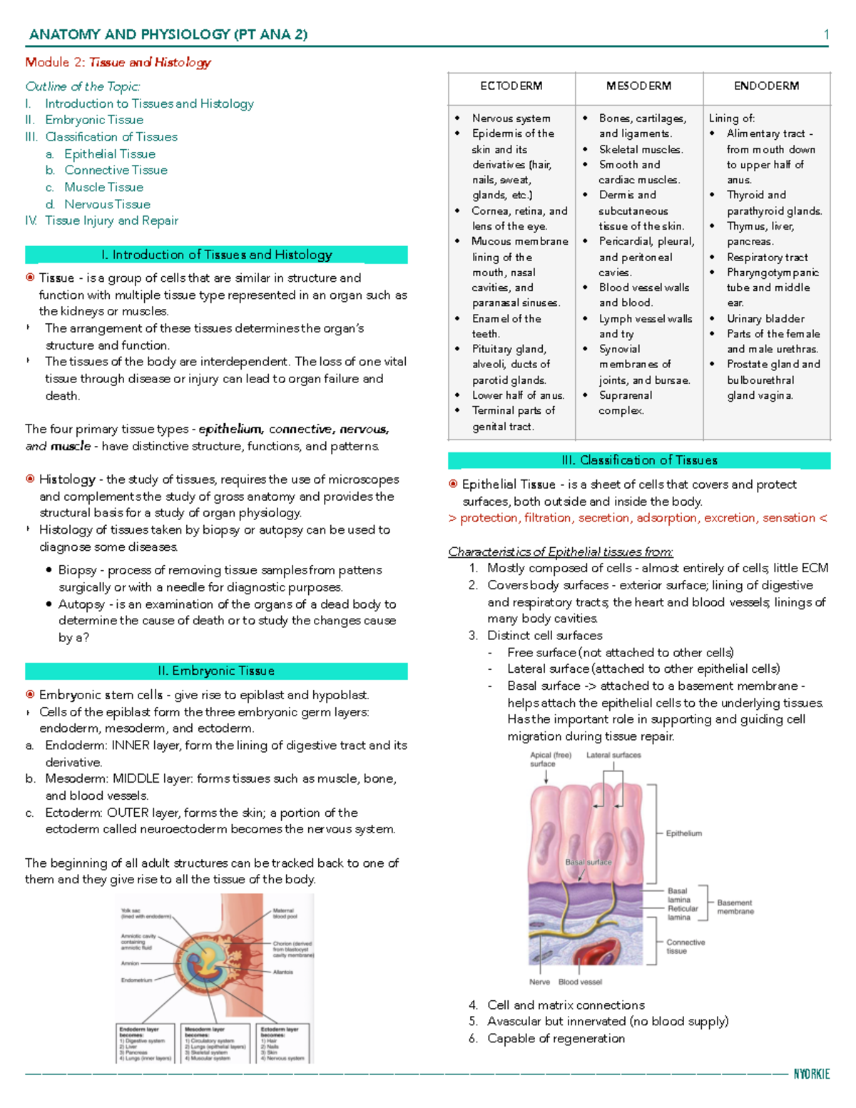 ANA2 - Module 3 - Tissue and Histology - - Studocu