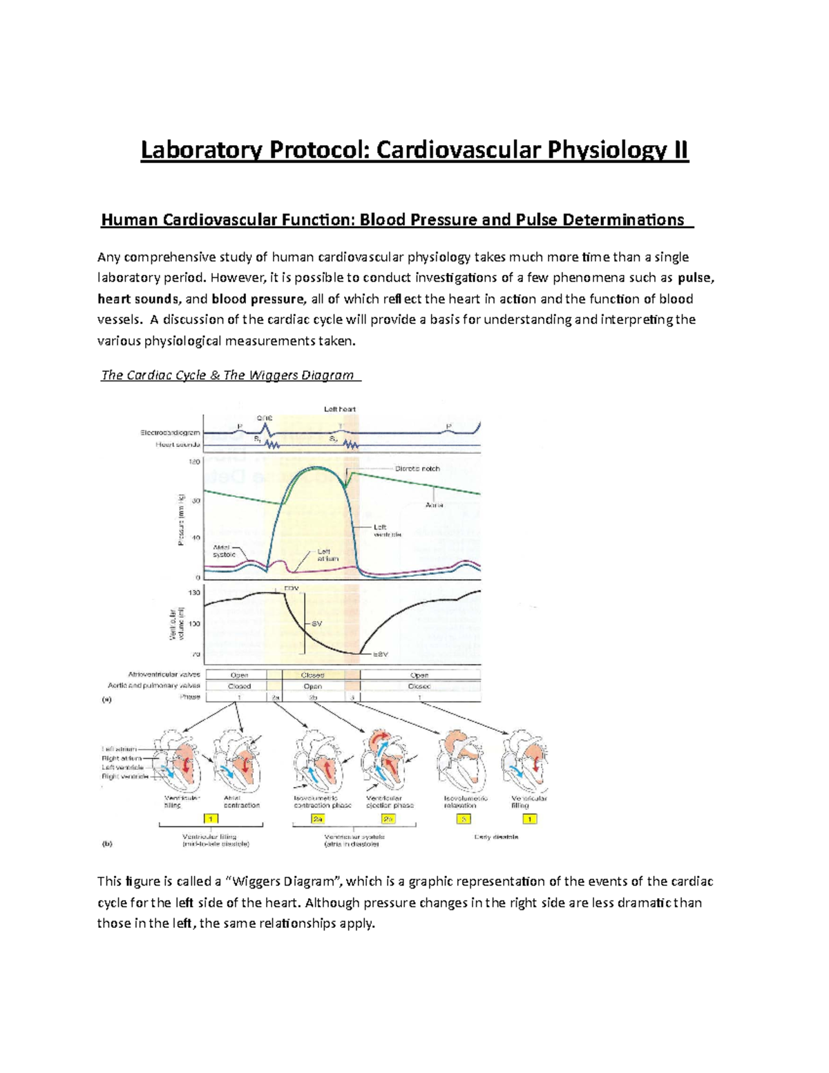2424 Cardiovascular Physiology II Heart Sounds%2c Pulse Points%2c Blood ...
