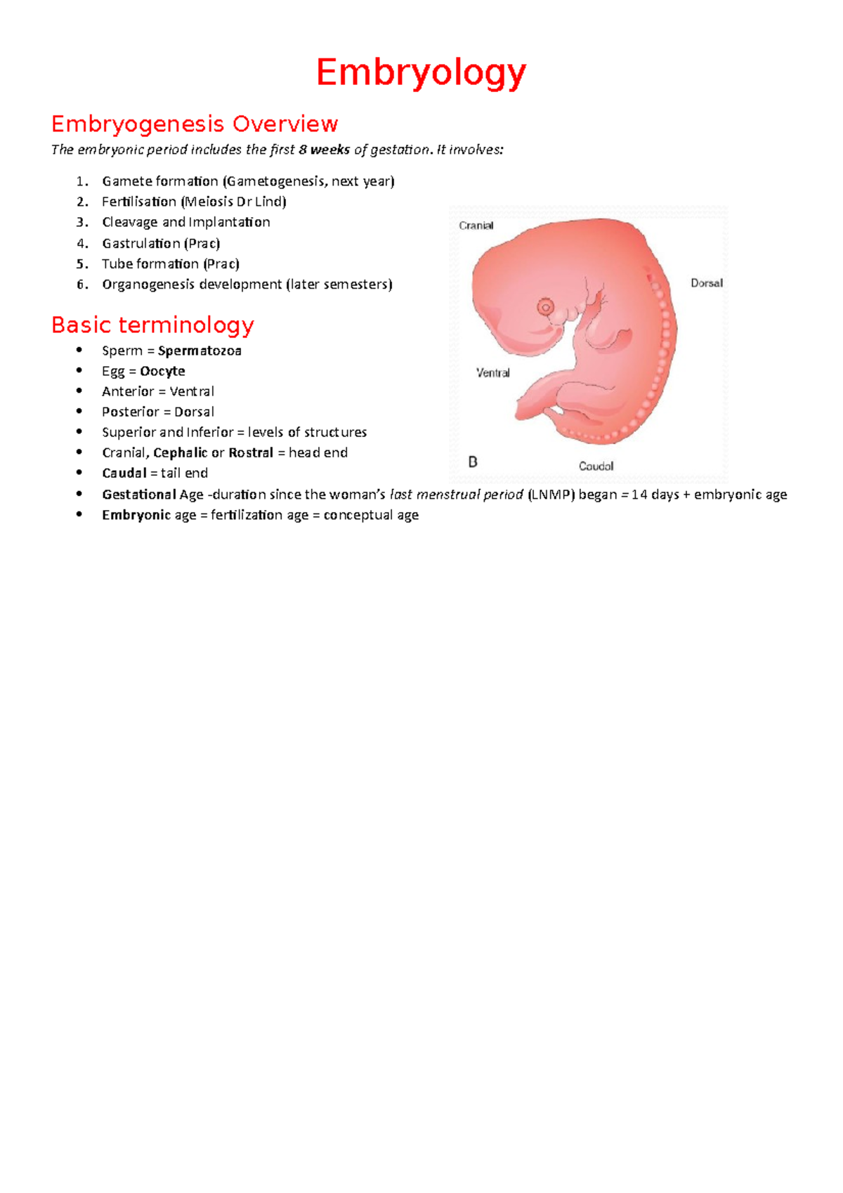 Embryology - Embryology Embryogenesis Overview The embryonic period ...