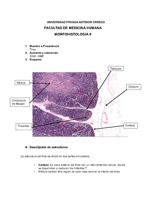 Morfo 2 - HistologíA Semana 14 - Morfofisiología II - UNIVERSIDAD PRIVADA ANTENOR ORREGO ...