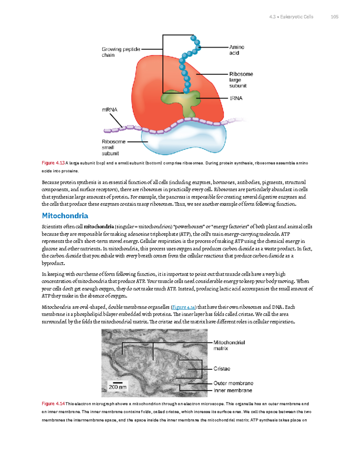 Chapter 4 Cell Structure Part 4 - Figure 4 A large subunit (top) and a ...