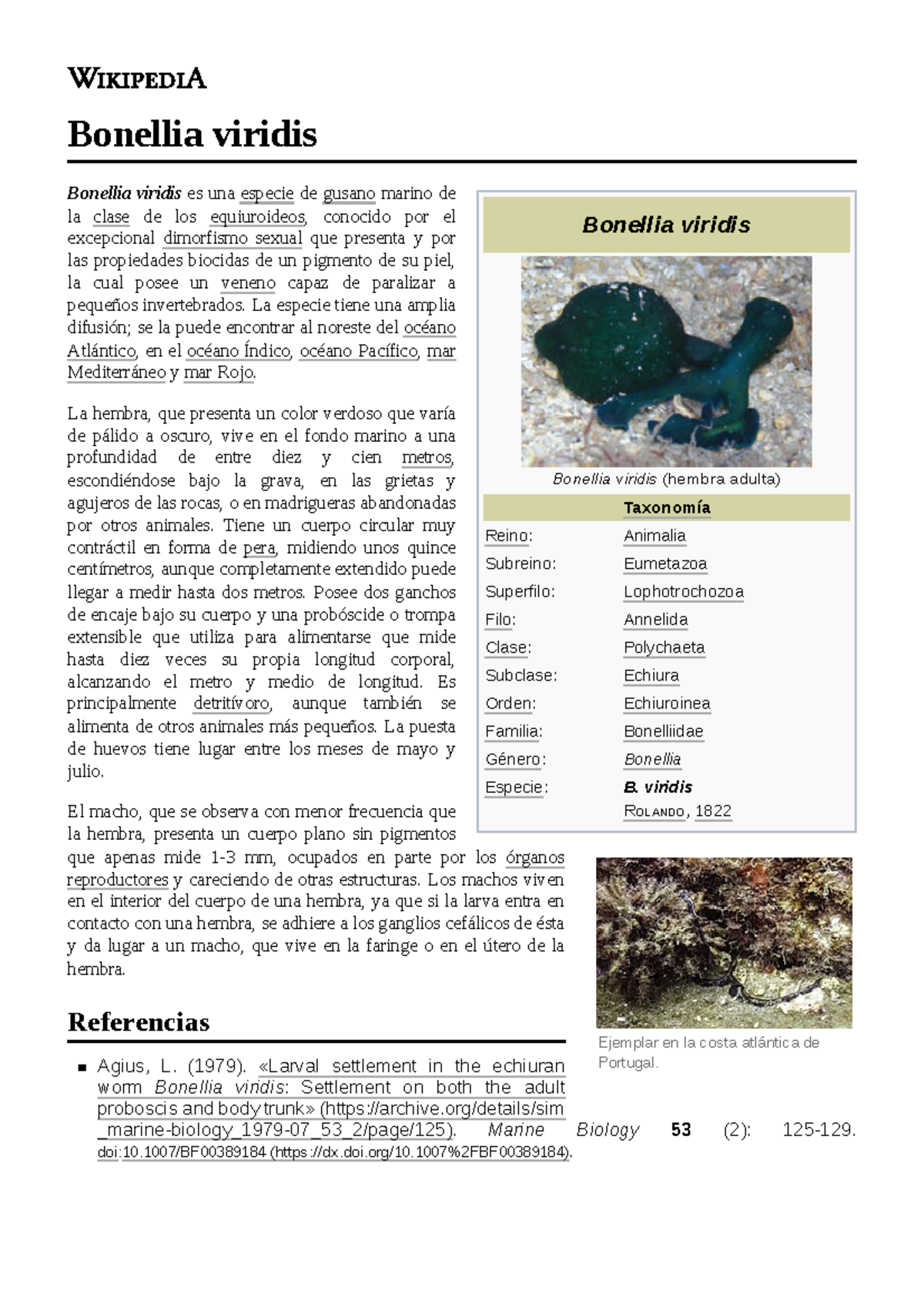 Bonellia viridis - ddddd - Bonellia viridis Bonellia viridis (hembra ...