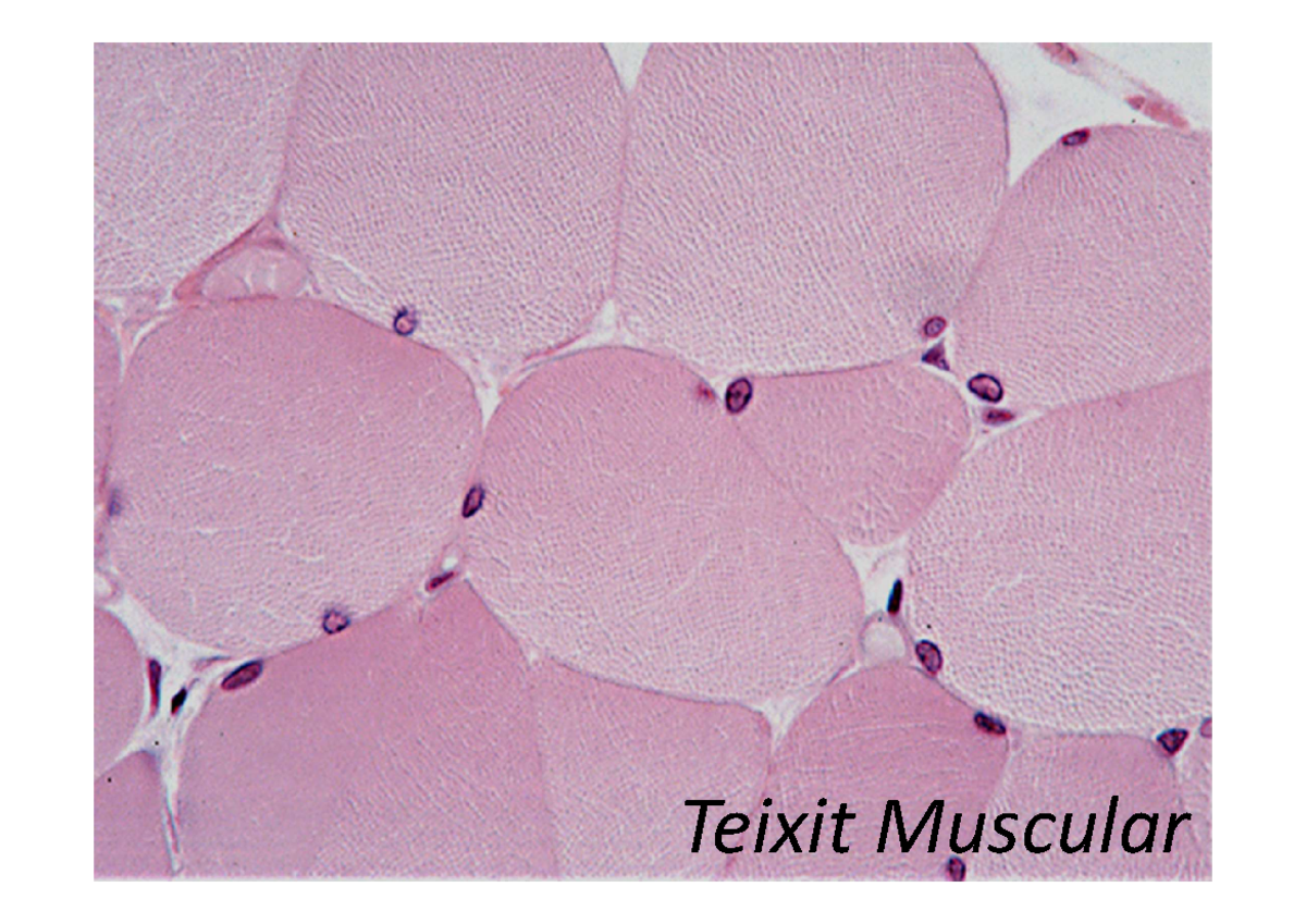 Power point Tema 8 histologia: múscul - Teixit Muscular 1. GENERALITATS ...