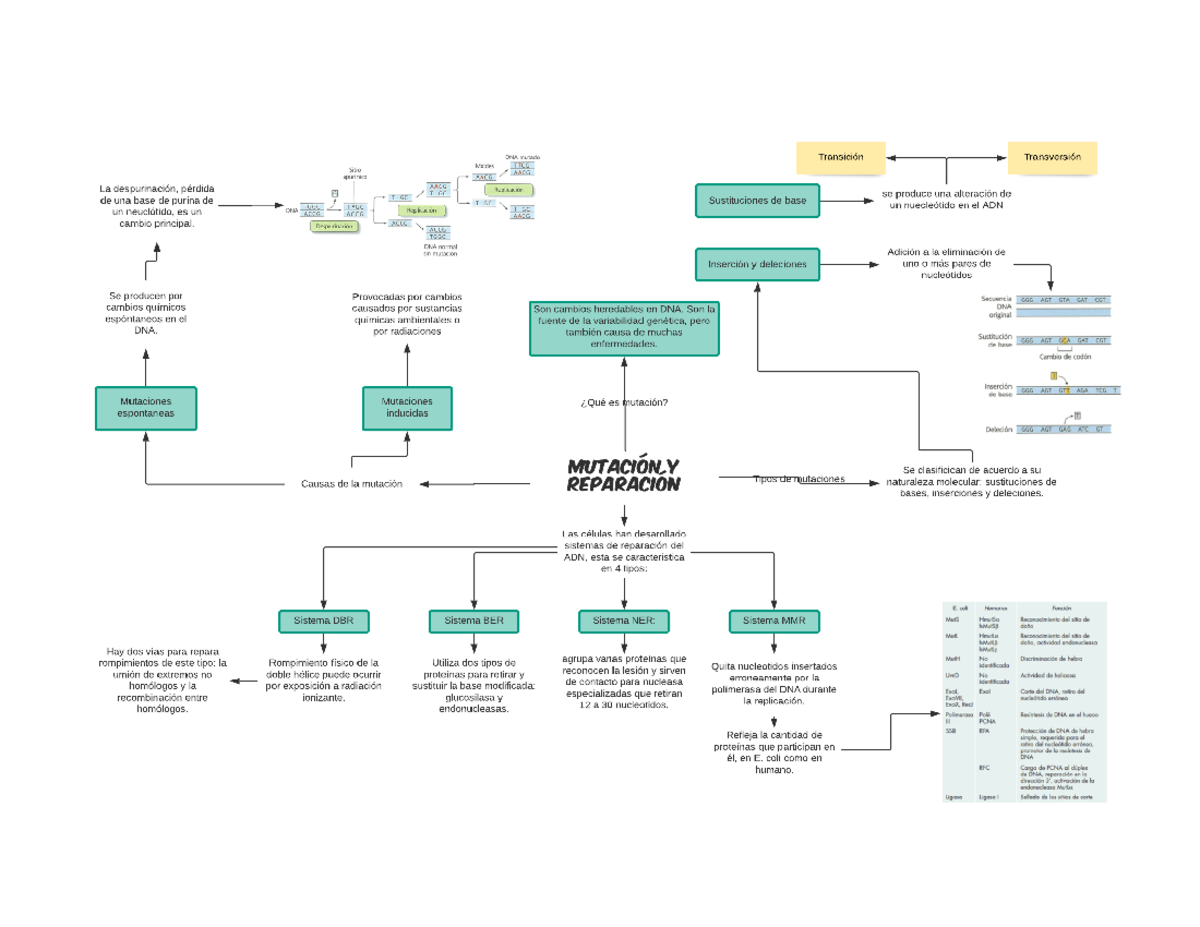 Mapa, mutación y reparación - Bioquímica - Warning: TT: undefined function: 32 - Studocu