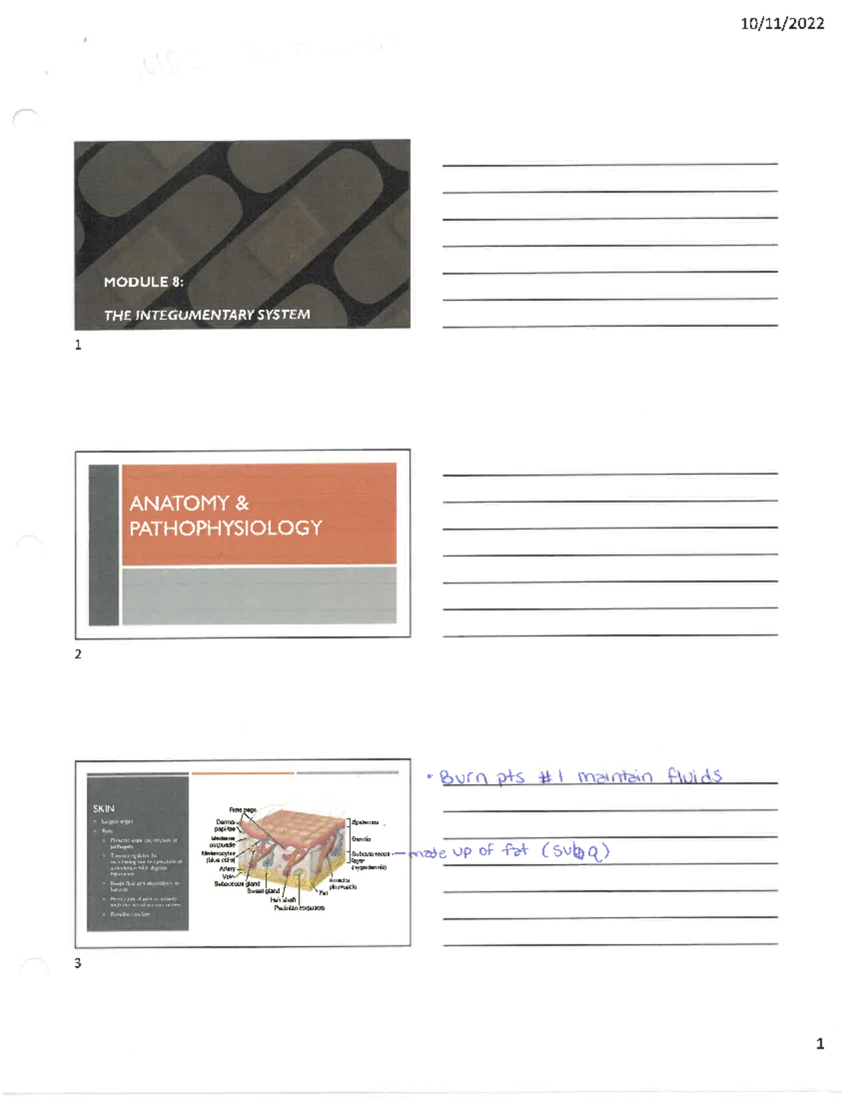 Class notes -Integumentary System - 2356 - Studocu