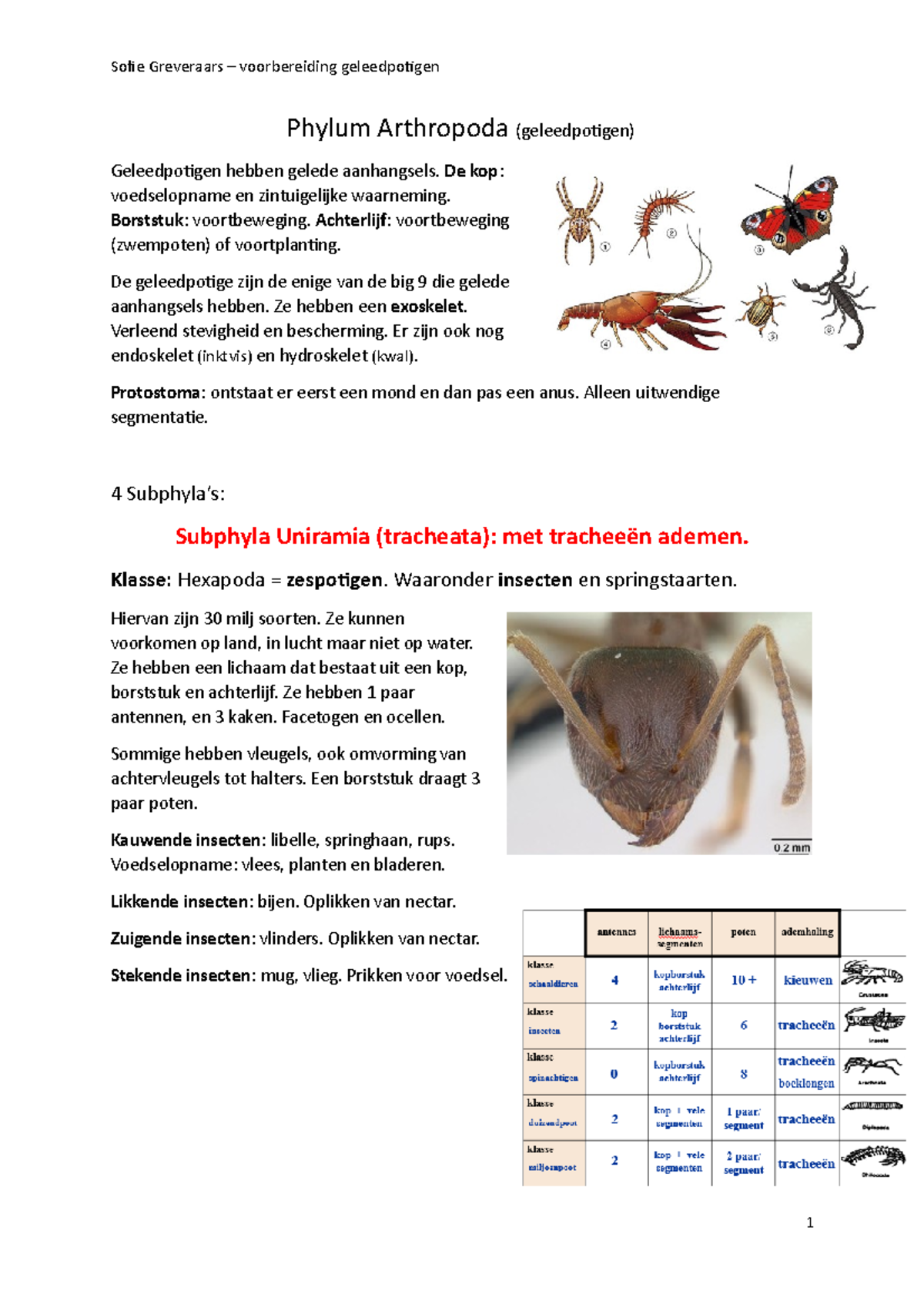 Phylum Arthropoda geleedpotigen 7 - Phylum Arthropoda (geleedpotigen ...