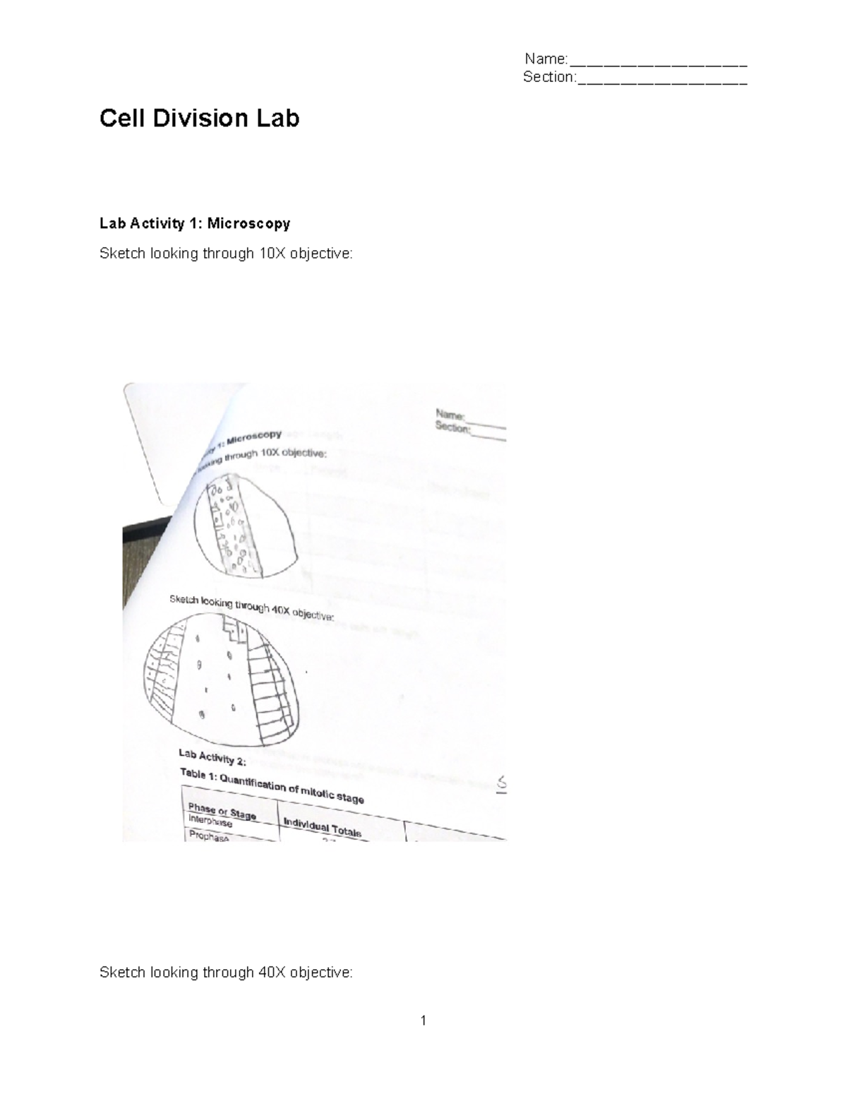 Cell Division Protocoland Datasheet F22 - Name ...