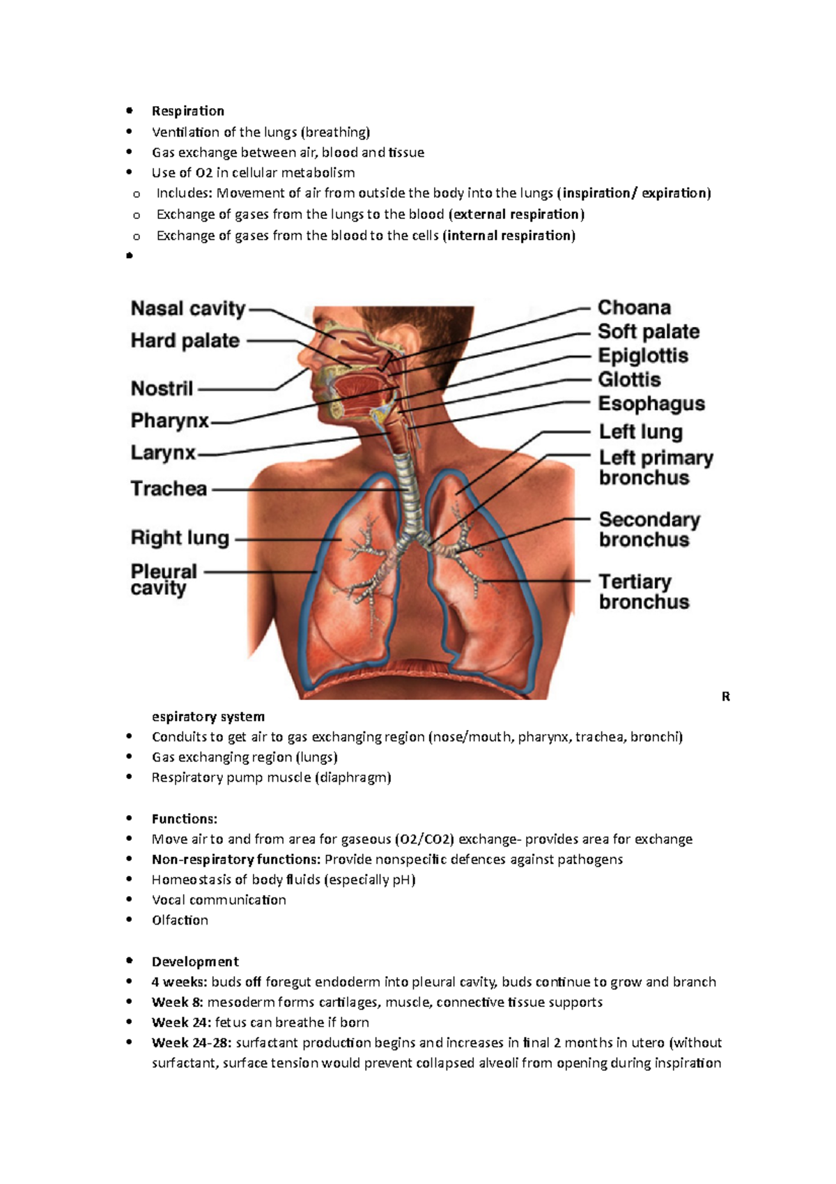 Lecture notes, lectures 9/10, Respiratory - o o o Respiration ...
