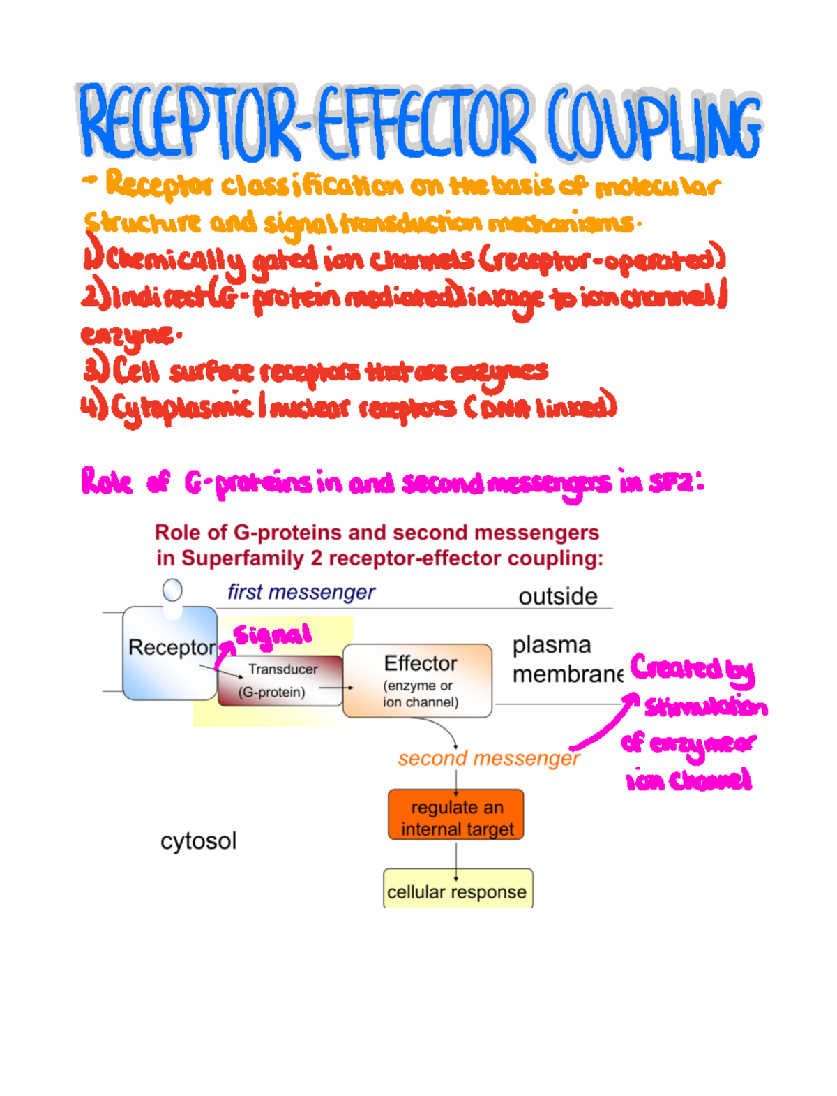 Receptor effector coupling - RECEPTOR EFFECTOR COUPLING Receptor ...