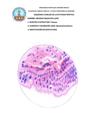 SE Project Report Template - Software Engineering Project Report A ...