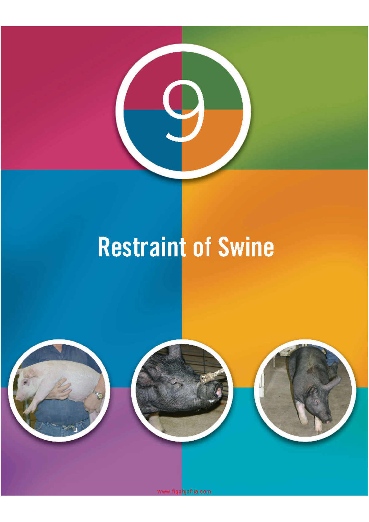 Restraint of Swine - for student - Restraint of Swine 9 178 Animal ...