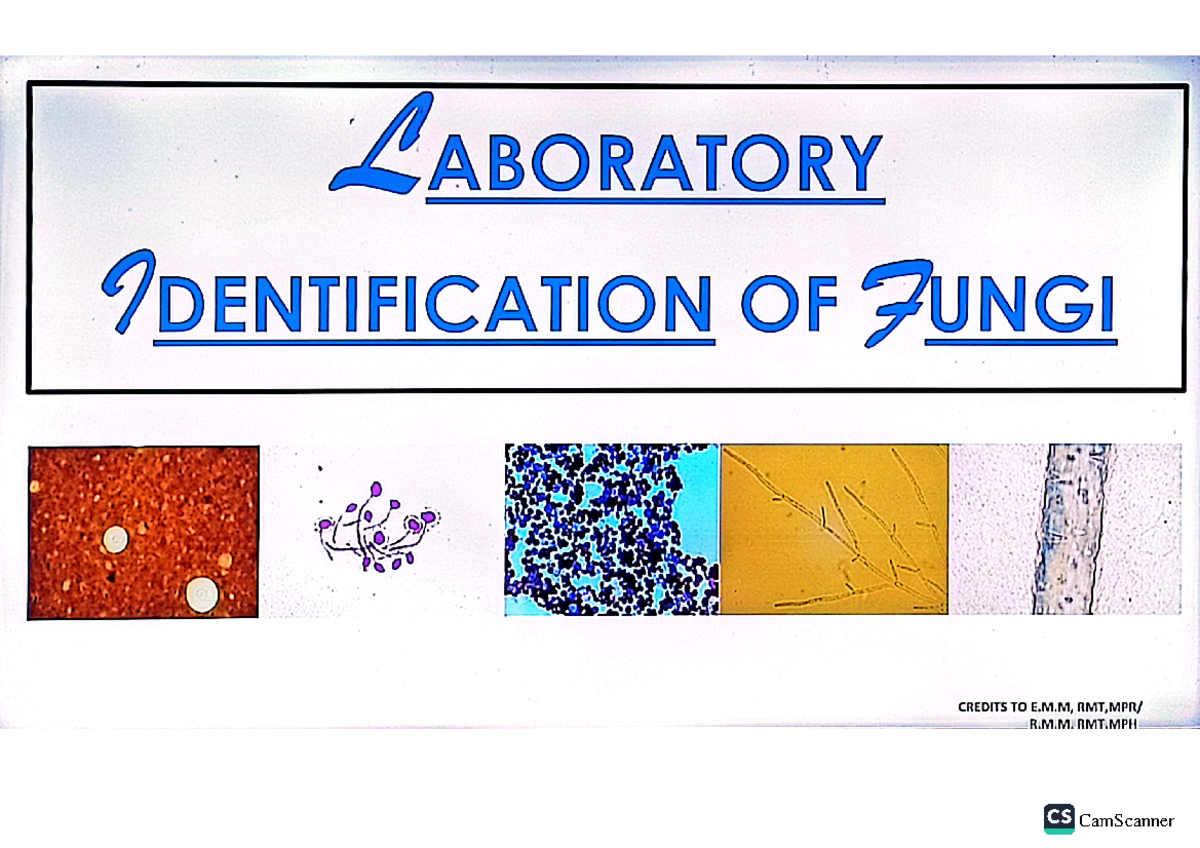 Laboratory Identification of Fungi part 1 - LABORATORY OF FUNGI CREDITS ...