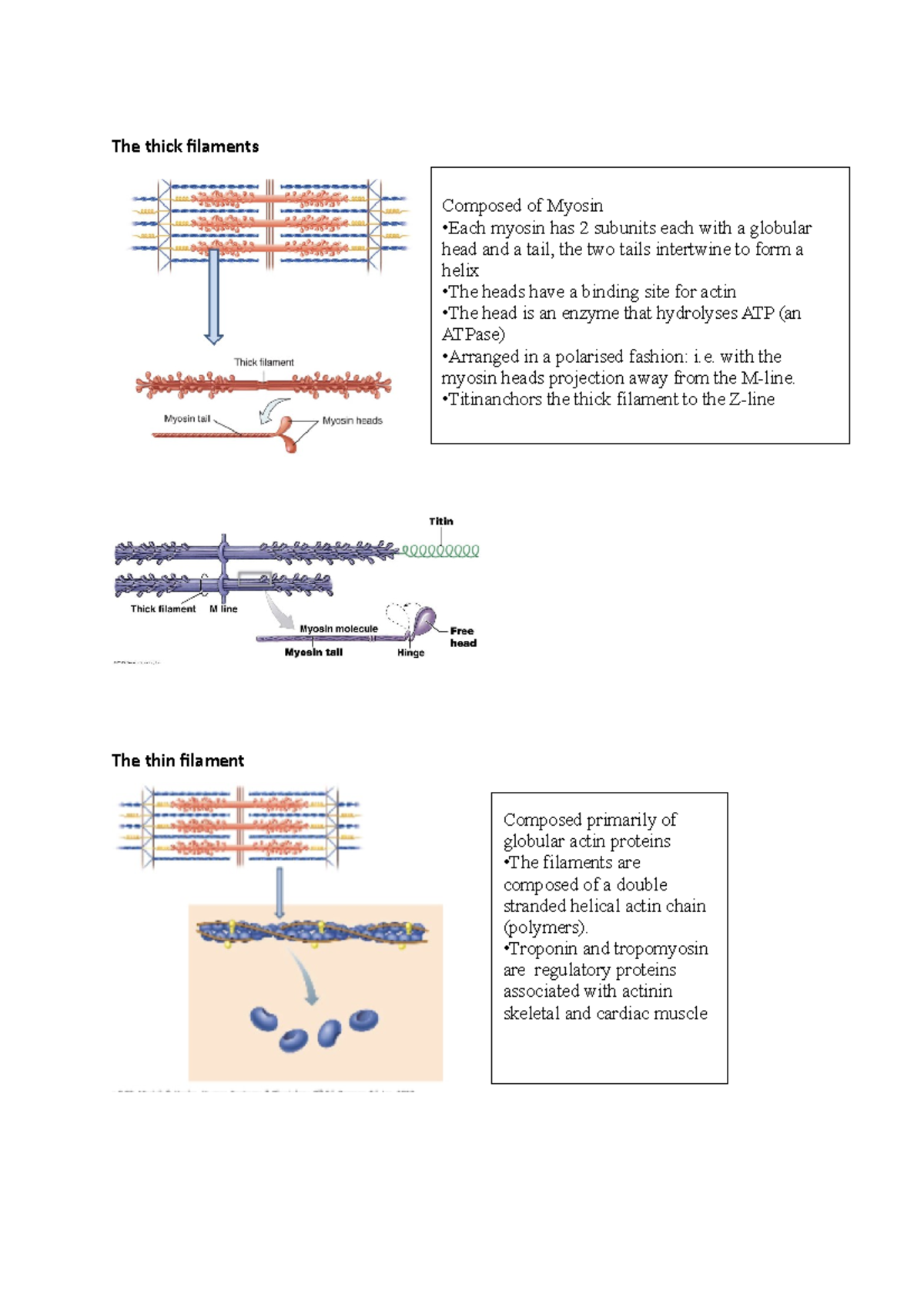 The thick filaments - Just some study notes from throughout the year ...