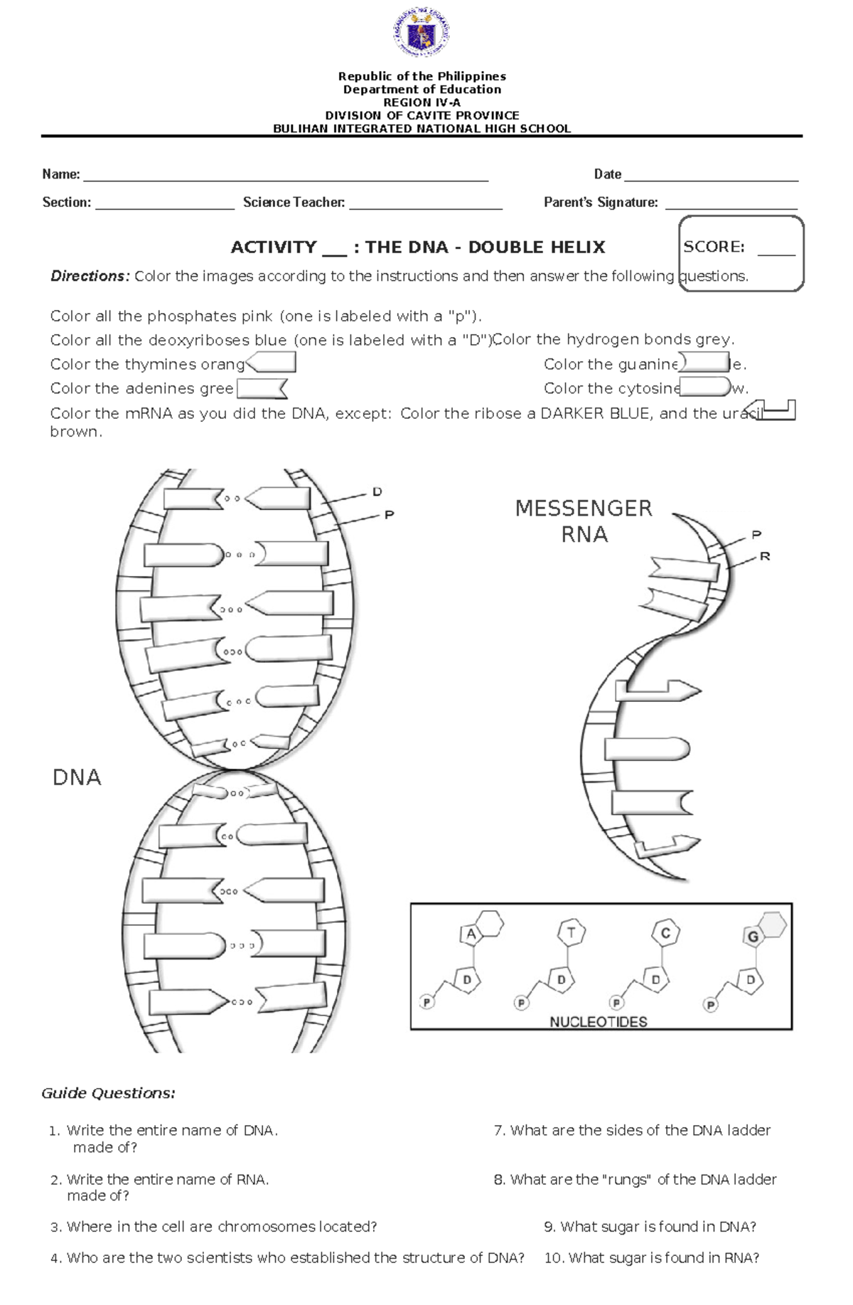 DNA- Coloring-Activity - Color the hydrogen bonds grey. DNA Republic of ...
