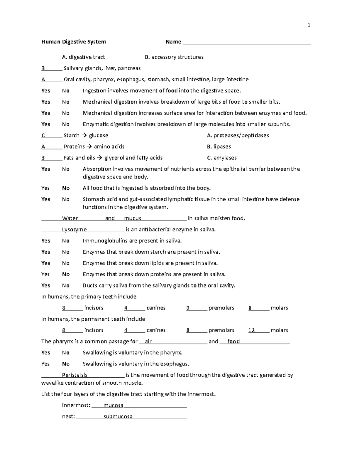 14 Digestive Key - Human Digestive System Name A. digestive tract B ...
