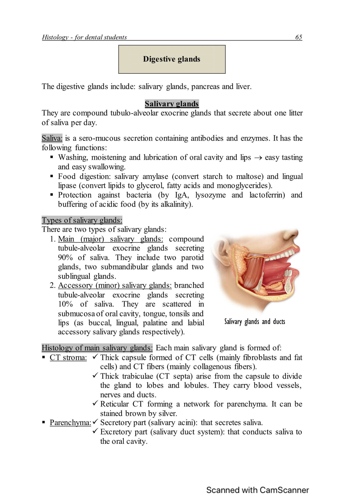 Histology Digestive glands - Studocu