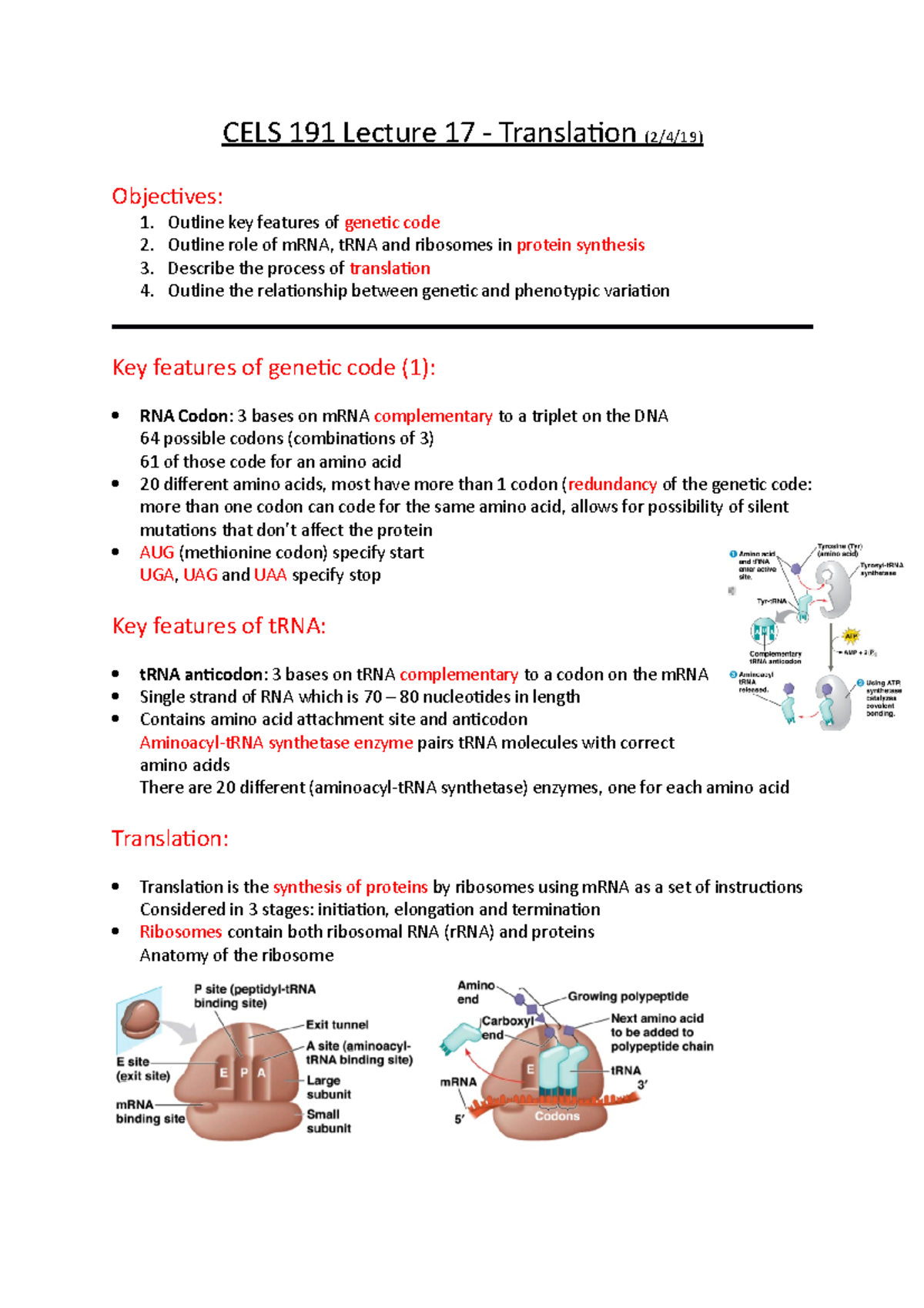 CELS 191 Lecture 17 - CELS 191 Lecture 17 - Translation (2/4/19) Objectives: Outline key ...
