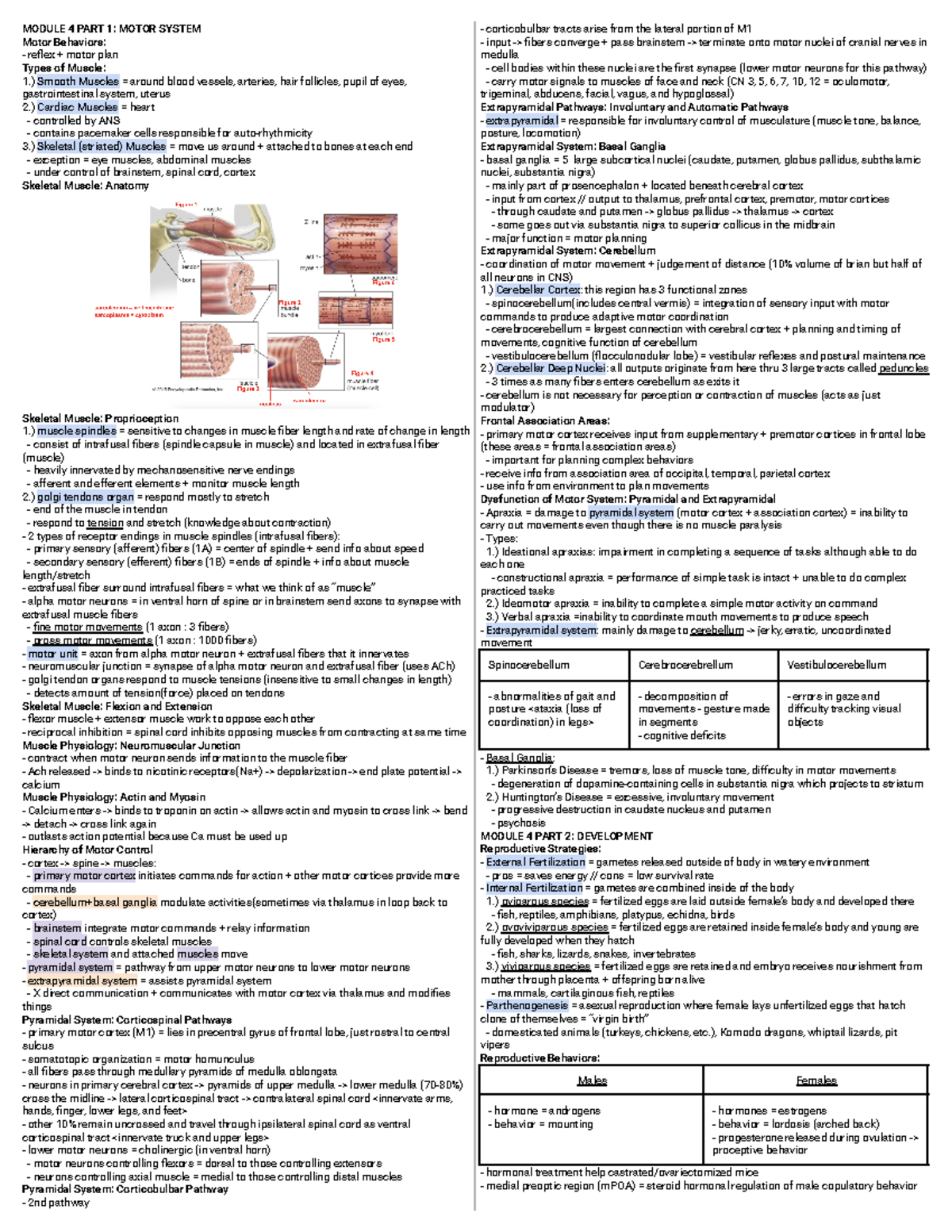 Module 4 Cheat Sheet - MODULE 4 PART 1: MOTOR SYSTEM Motor Behaviors ...