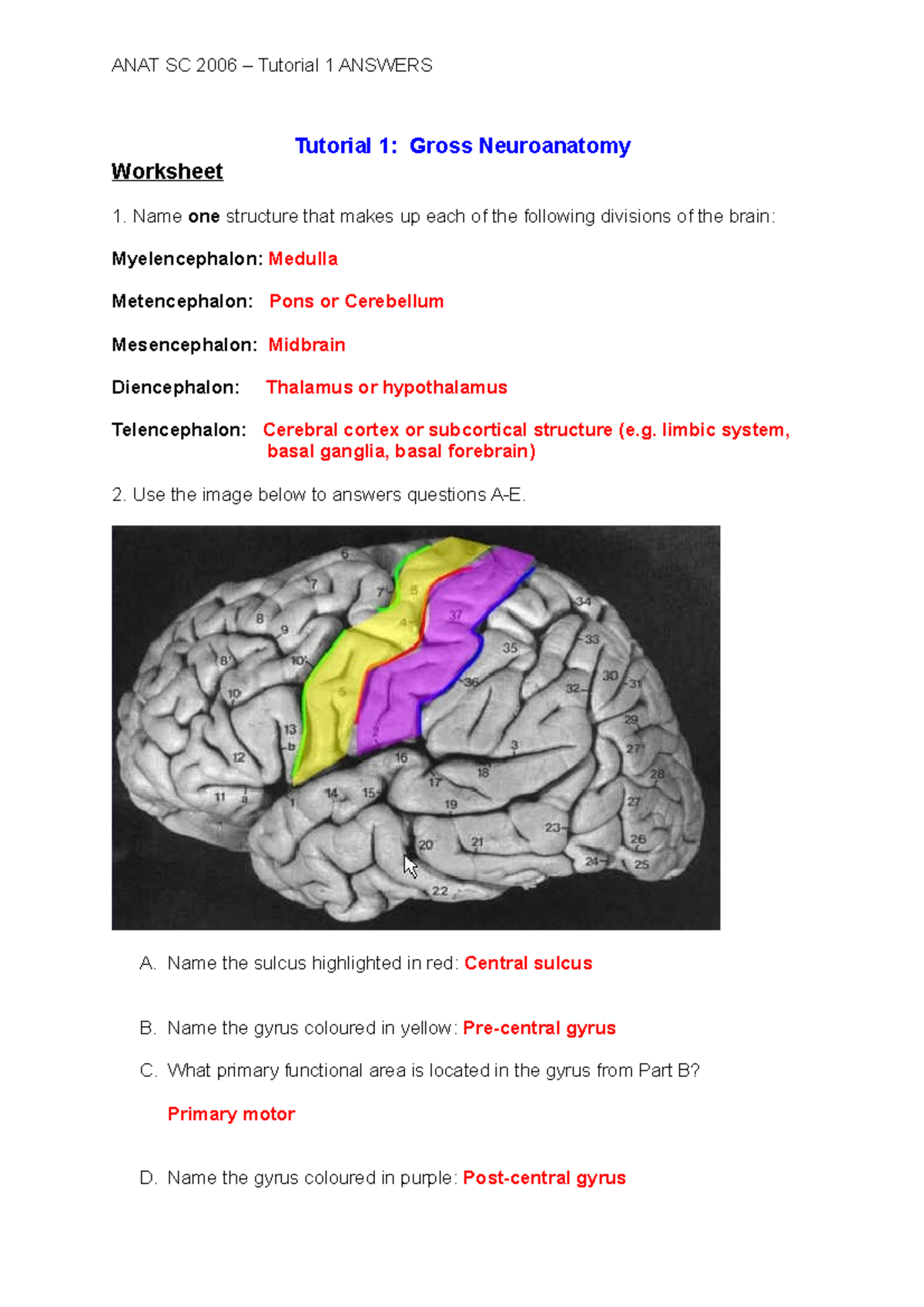 Introduction Tutorial Answer - Tutorial 1: Gross Neuroanatomy Worksheet ...