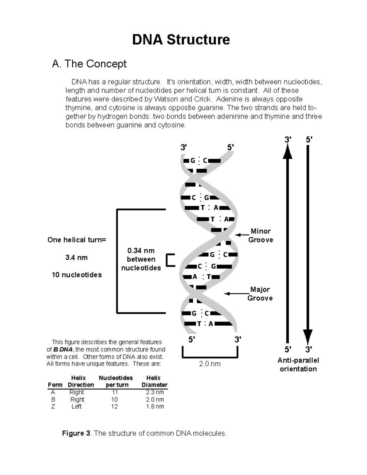 DNA Structure - Lecture notes - Major Groove Minor Groove T A G C T T T ...