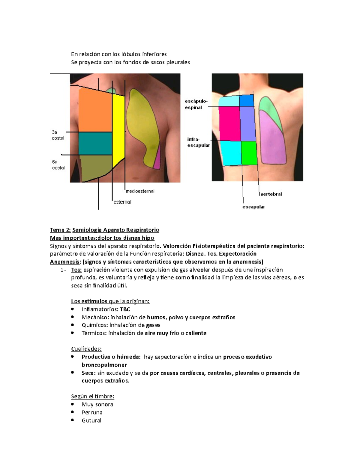 Semio respi - En relación con los lóbulos inferiores Se proyecta con los fondos de sacos ...