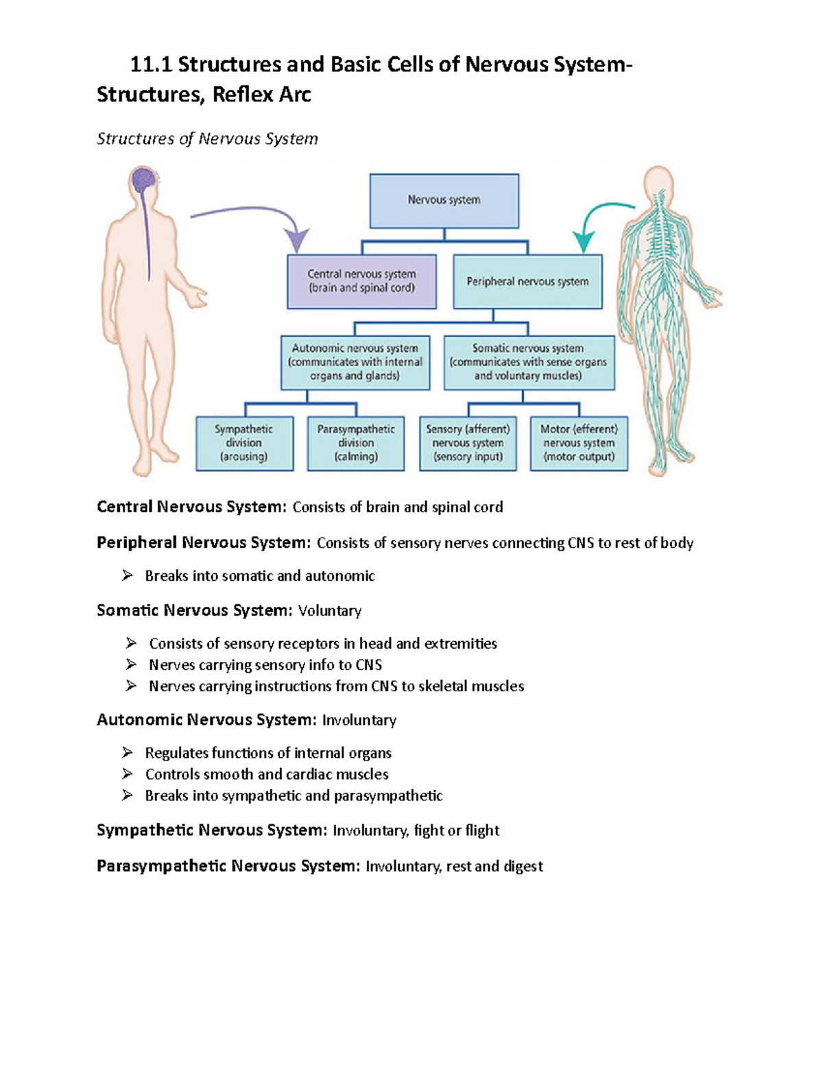 11.1 Structures and Basic Cells of Nervous System- Structures, Reflex ...