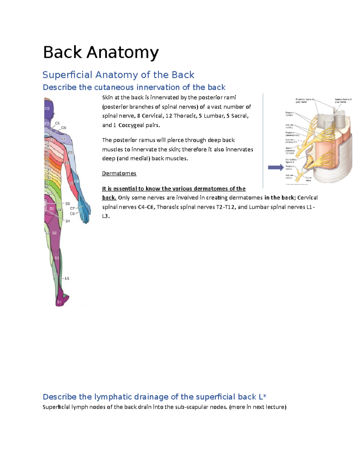 Back Anatomy - Back Anatomy Superficial Anatomy of the Back Describe ...