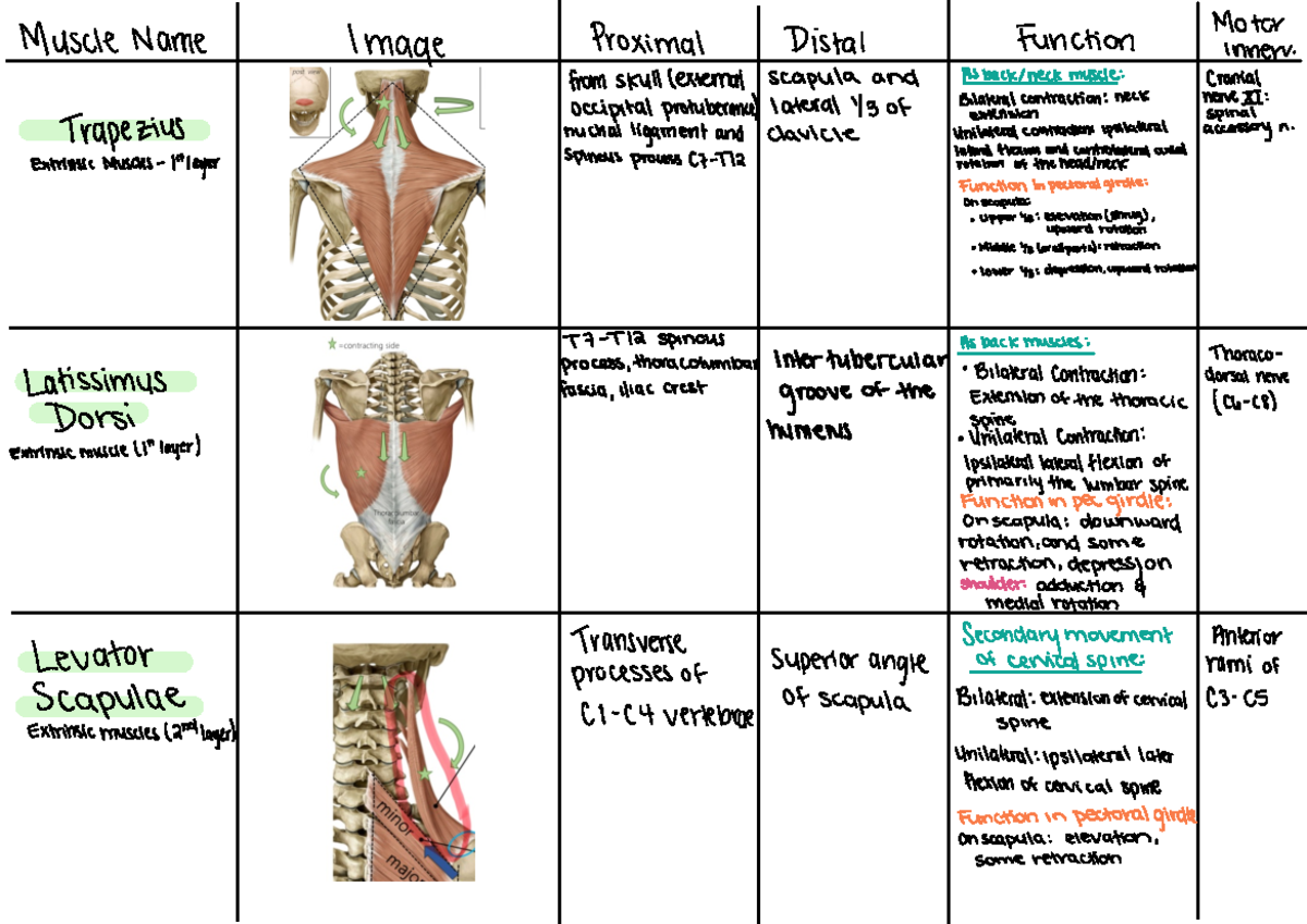 ANAT Muscle Chart - Muscle Name Image Proximal Distal Function Innerv from skull (external ...