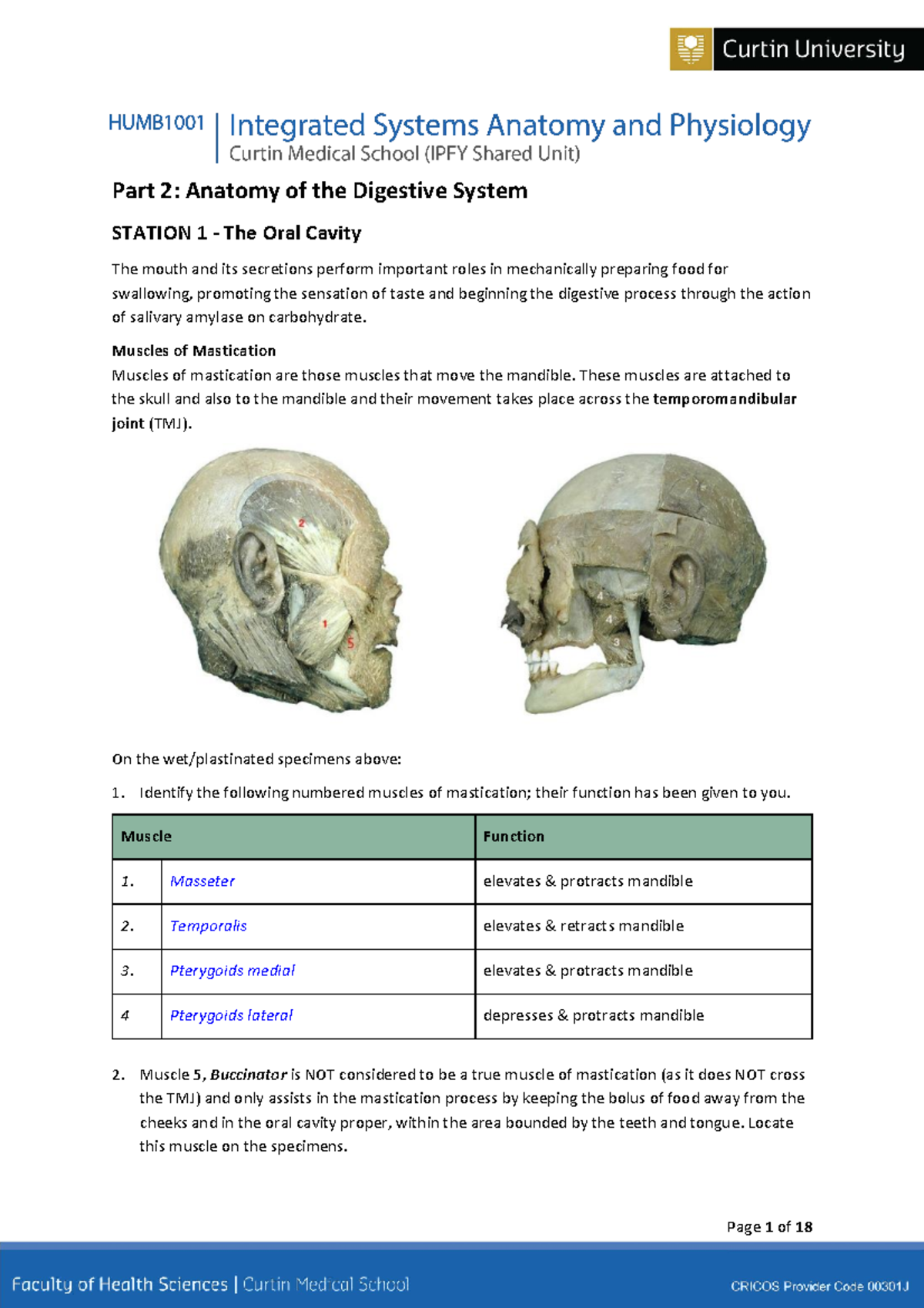 Part 2-Anatomy of the Digestive System Answers - Part 2 : Anatomy of ...