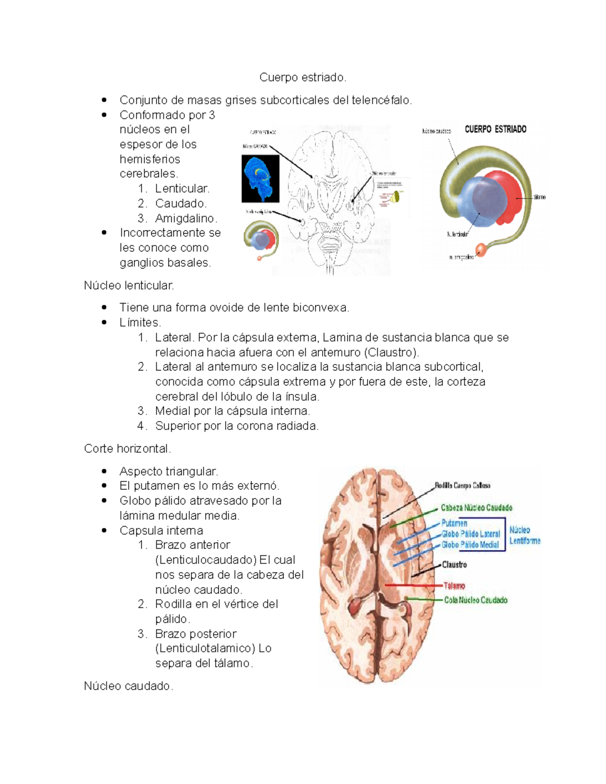 Cuerpo estriado - Conjunto de masas grises subcorticales del ...