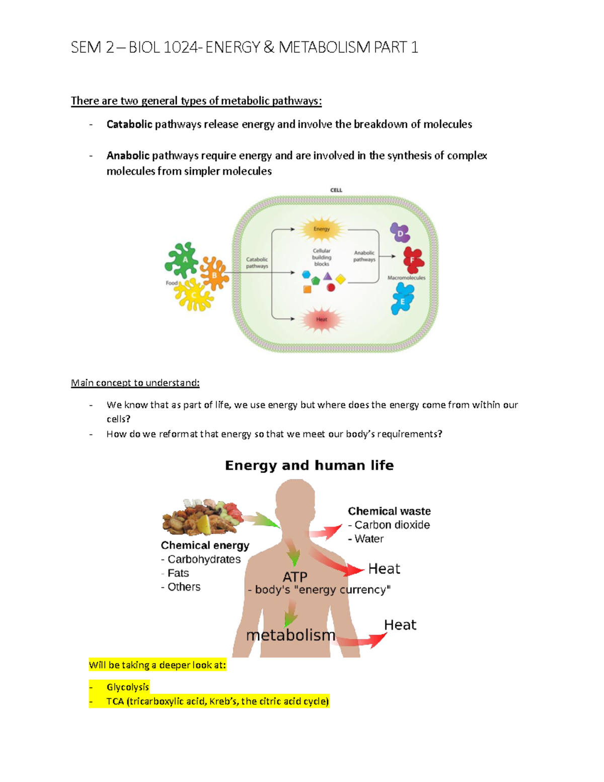 Sem 2 Energy Metabolism notes - There are two general types of ...