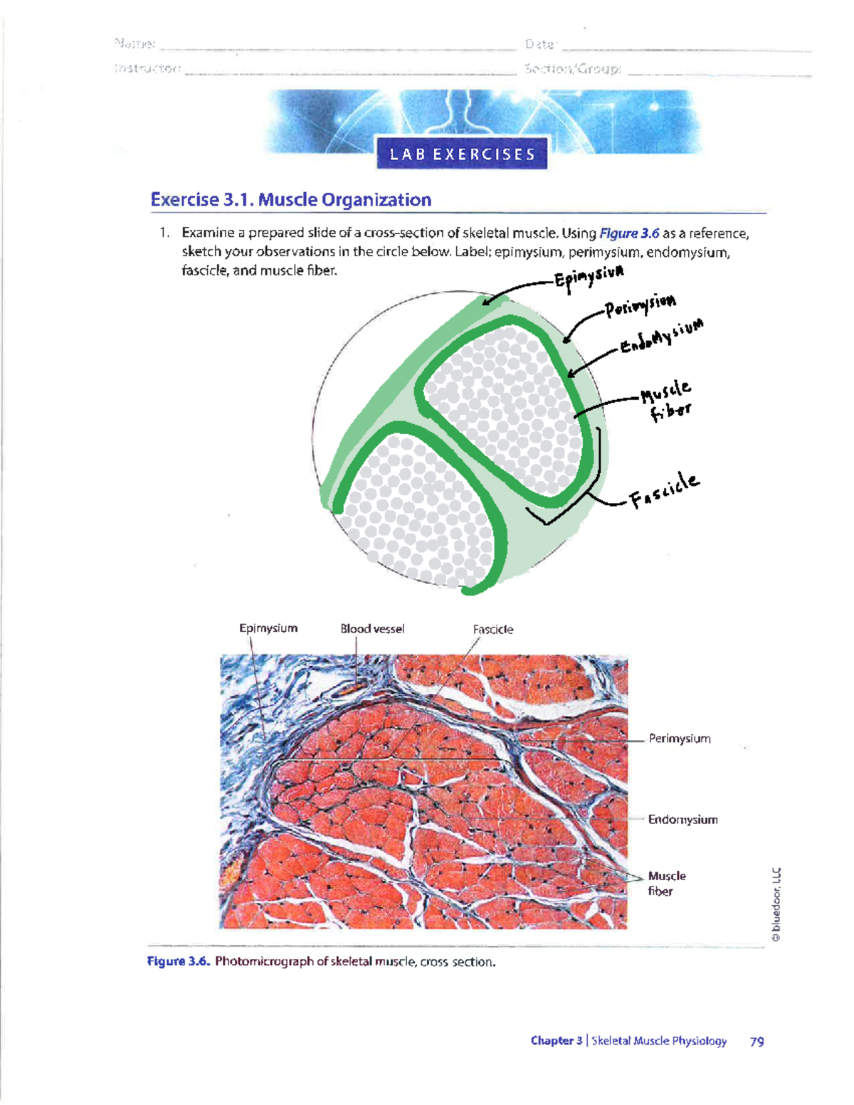 Skeletal Muscle Lab Report - PCB 3703 - Studocu