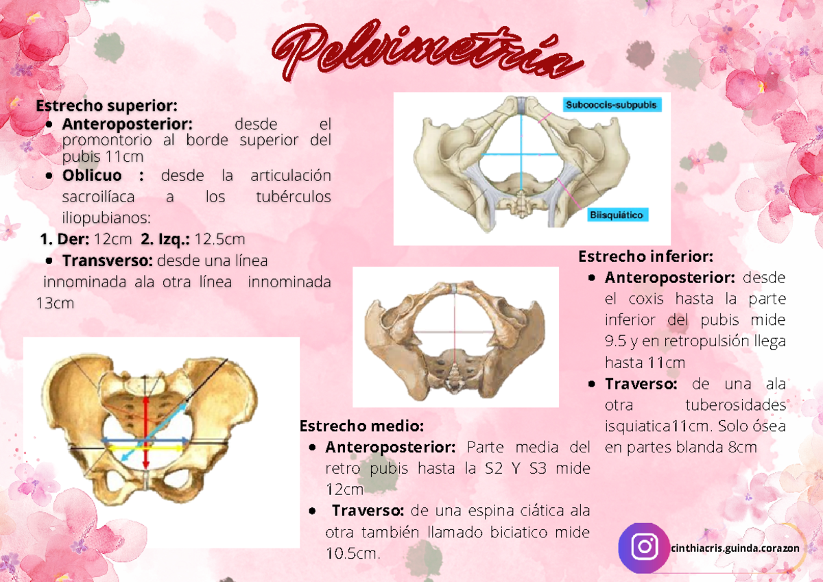 Resumen -2022 Obstetricia - Anteroposterior: Parte media del retro ...
