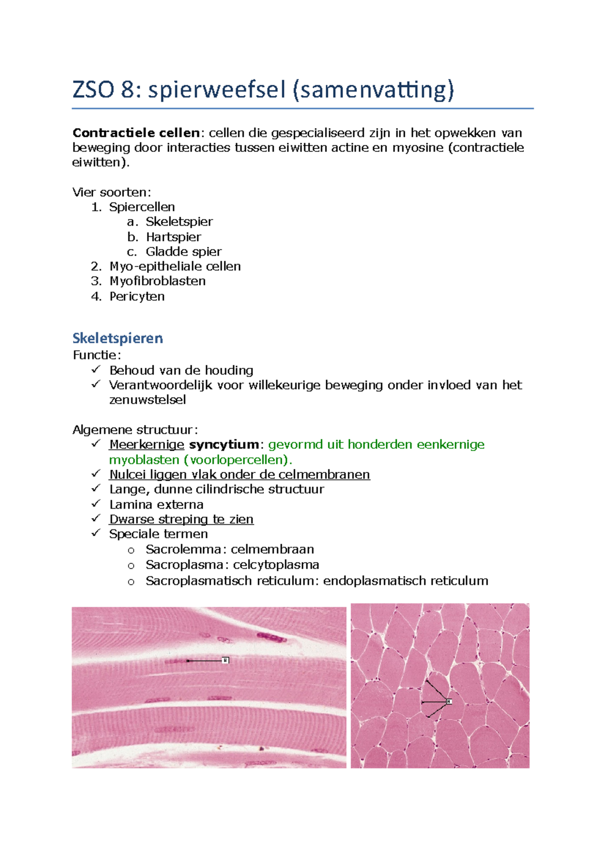 ZSO 8 - END - Spierweefsel - ZSO 8: spierweefsel (samenvatting ...