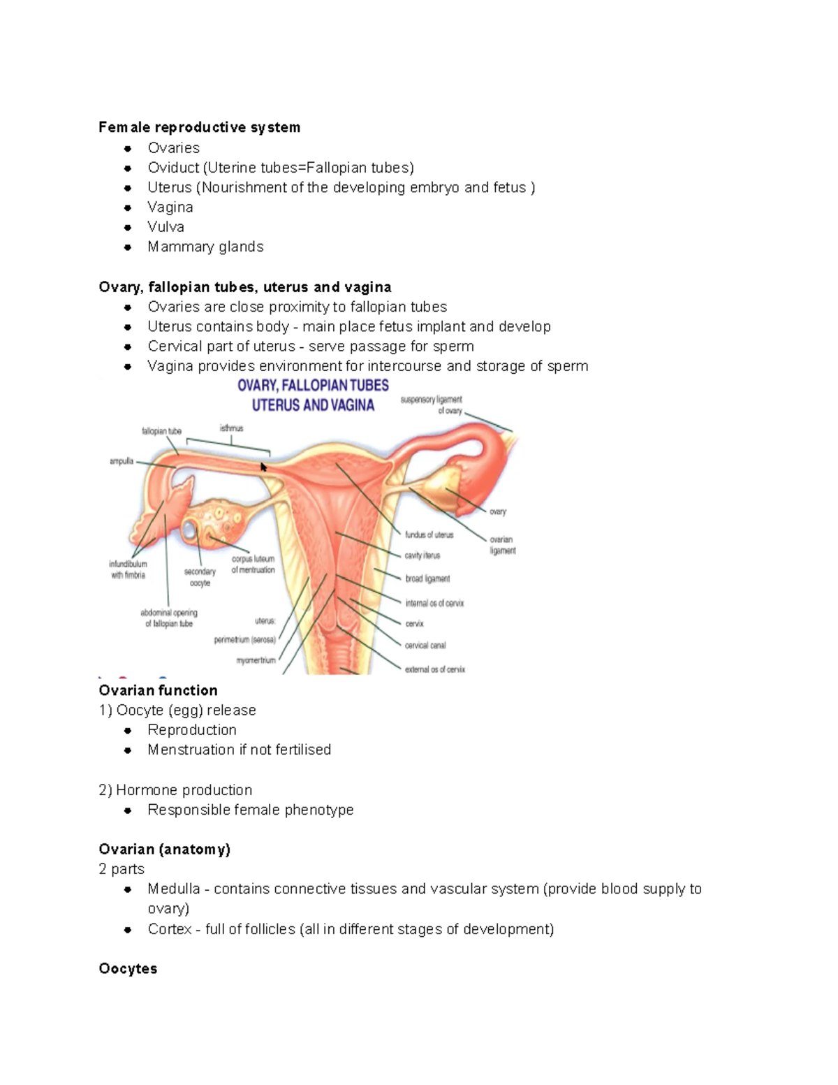 Physiology and anatomy of female reproductive system - Female reproductive system Ovaries - Studocu