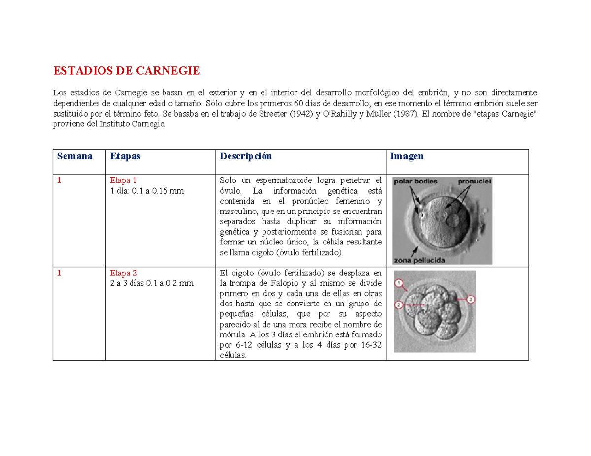Estadios DE Carnegie tarea - ESTADIOS DE CARNEGIE Los estadios de Carnegie se basan en el ...