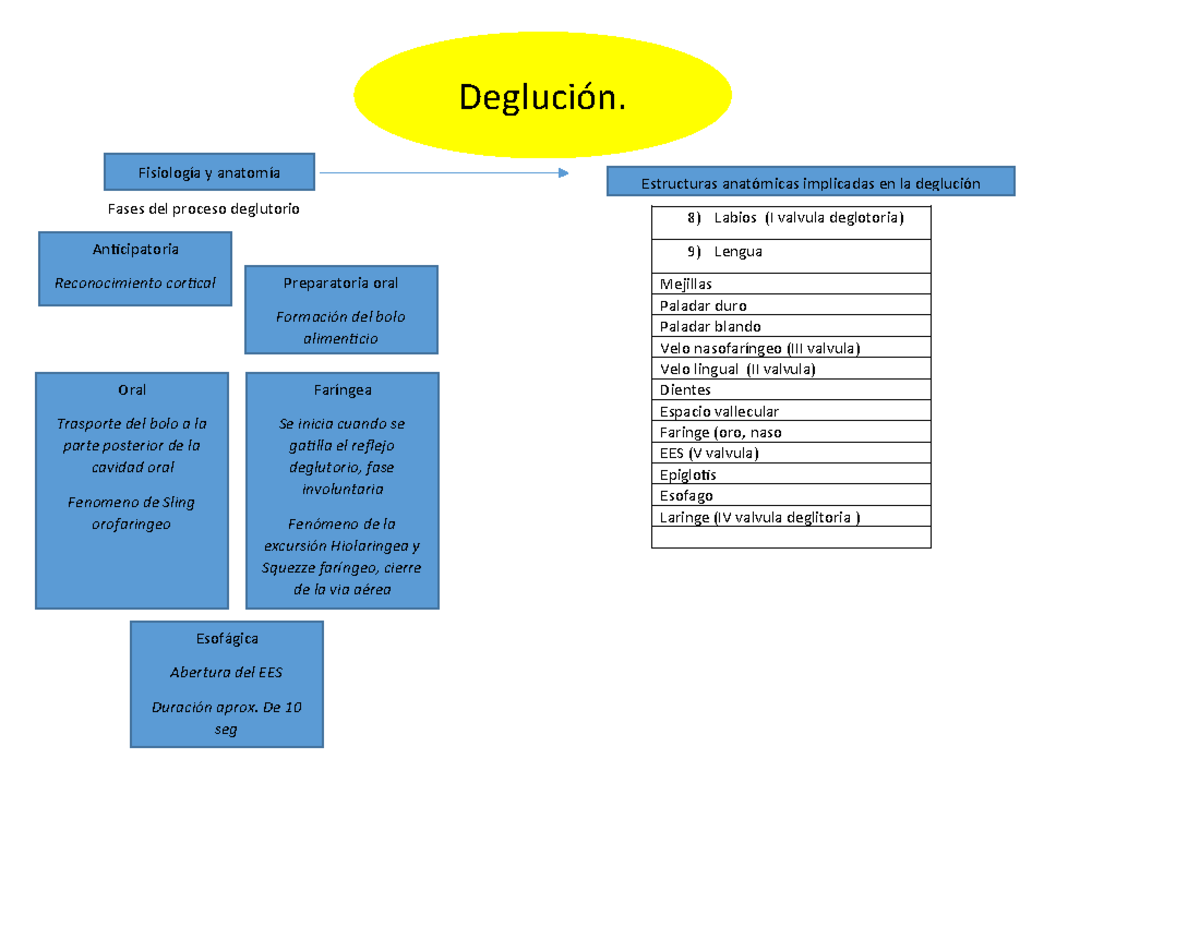 esquema-deglucion - Deglución. Fisiología y anatomía Estructuras ...
