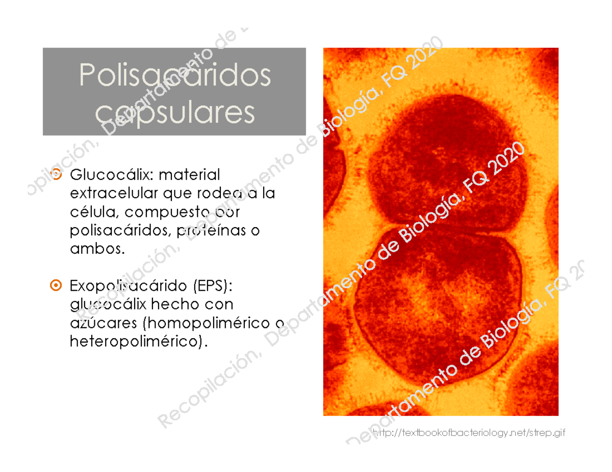 Estructuras Biofilms - Polisacáridos capsulares ¤ Glucocálix: material ...