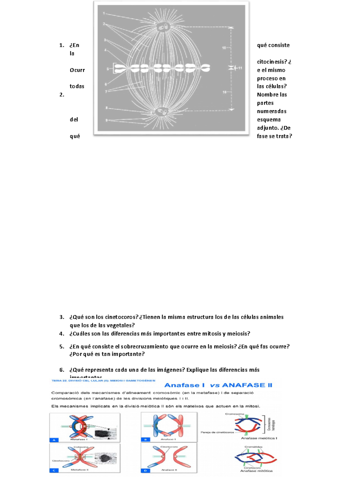 Cuestiones Mitosis y Meiosis - ¿En qué consiste la citocinesis? ¿ Ocurr ...