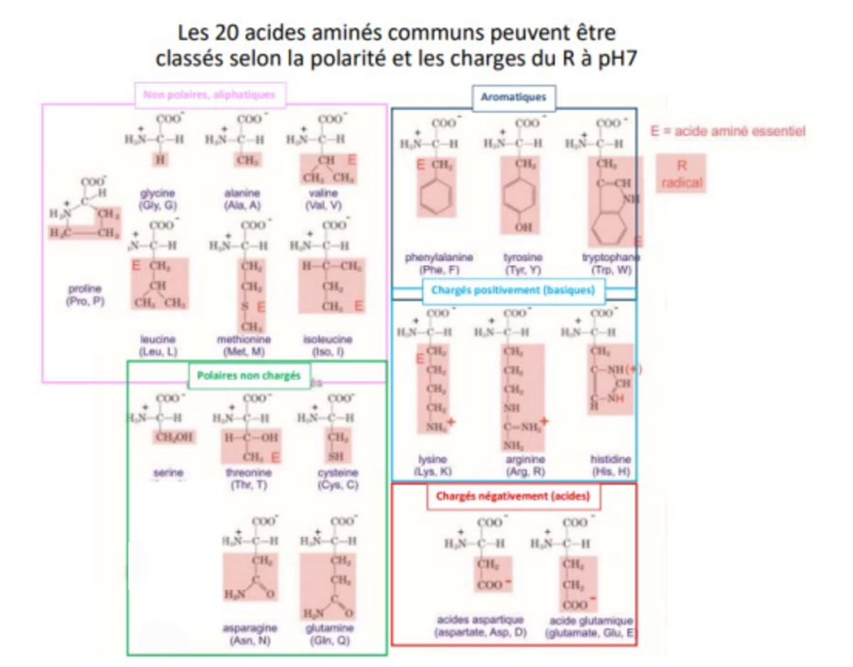 Classement acides aminés les plus courant - Biologie générale - *A ...