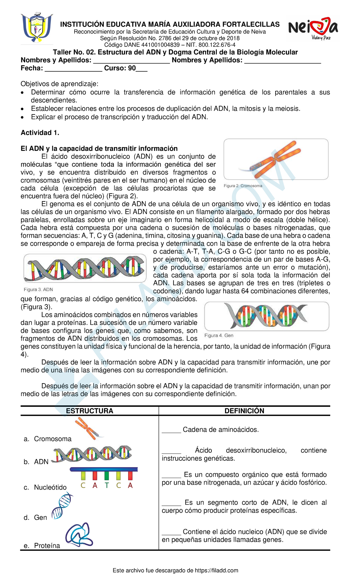 Taller 2 Estructura del ADN y Dogma Central de la Biologia Molecular - INSTITUCIÓN EDUCATIVA ...