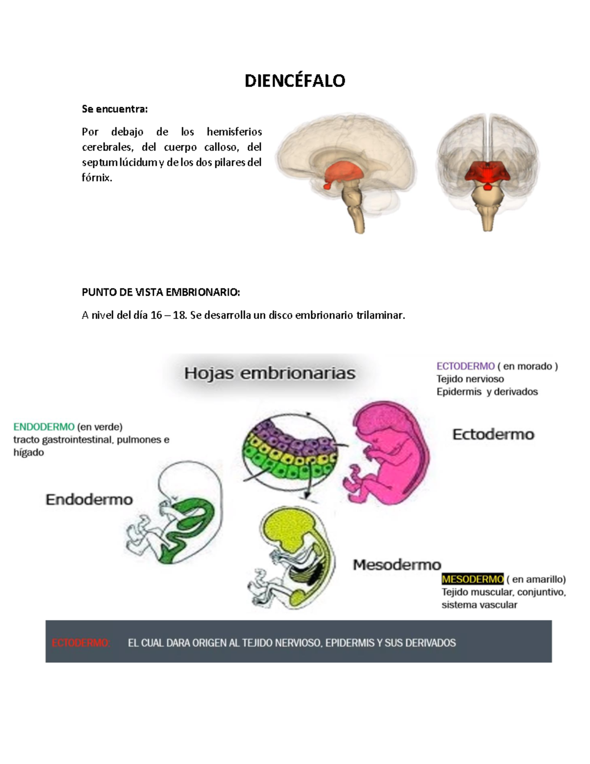 2. Diencéfalo - DIENC.. Se encuentra: Por debajo de los hemisferios ...
