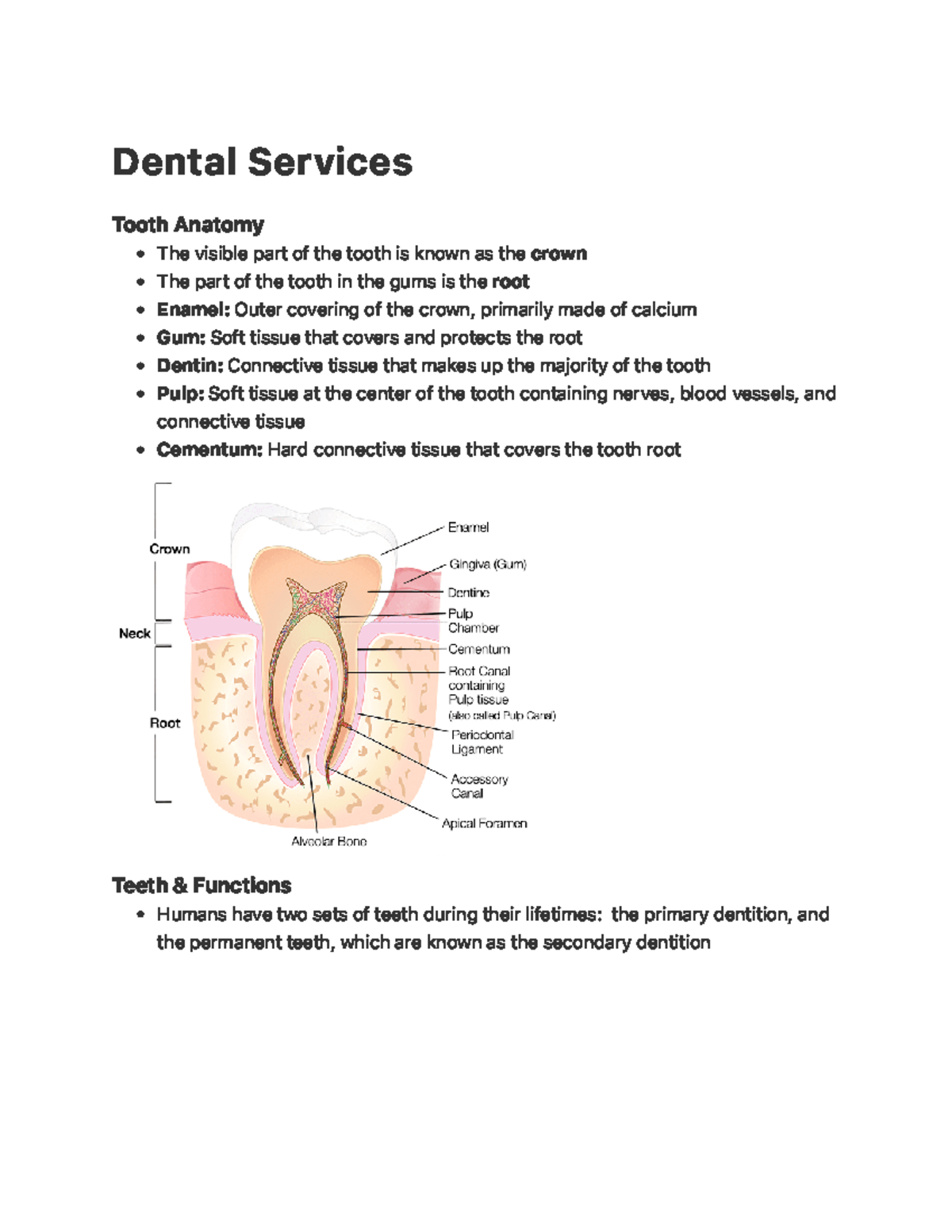 CCMA Dental Services🦷 - Dental Services Tooth Anatomy Teeth & Functions ...