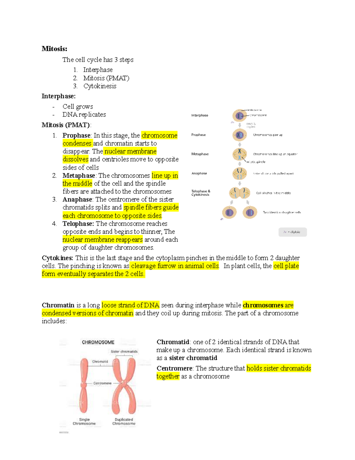 Unit 2 Genetics - Mitosis: The cell cycle has 3 steps 1. Interphase 2 ...